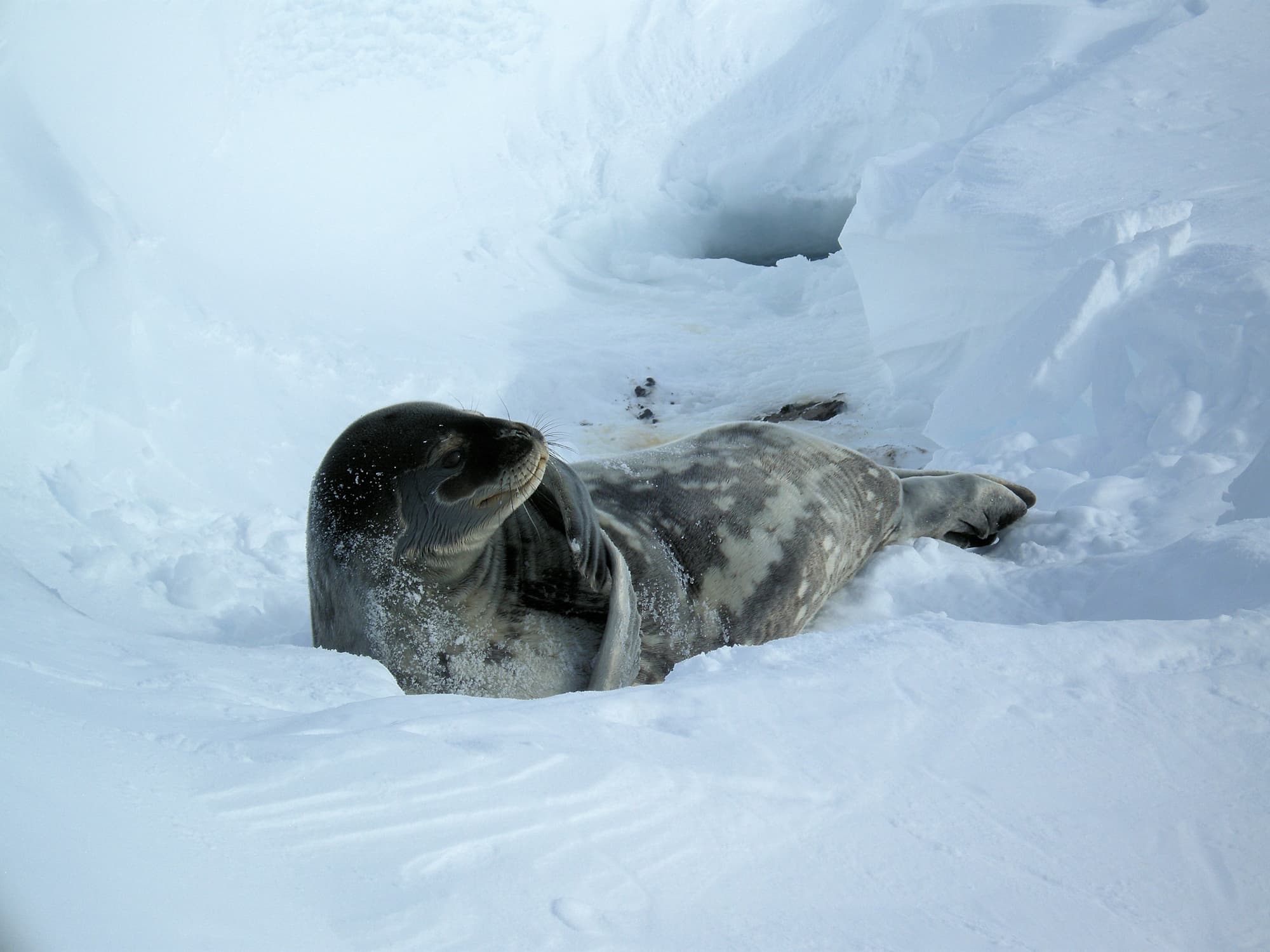 Snapshots Antarctica — seals – Ausemade