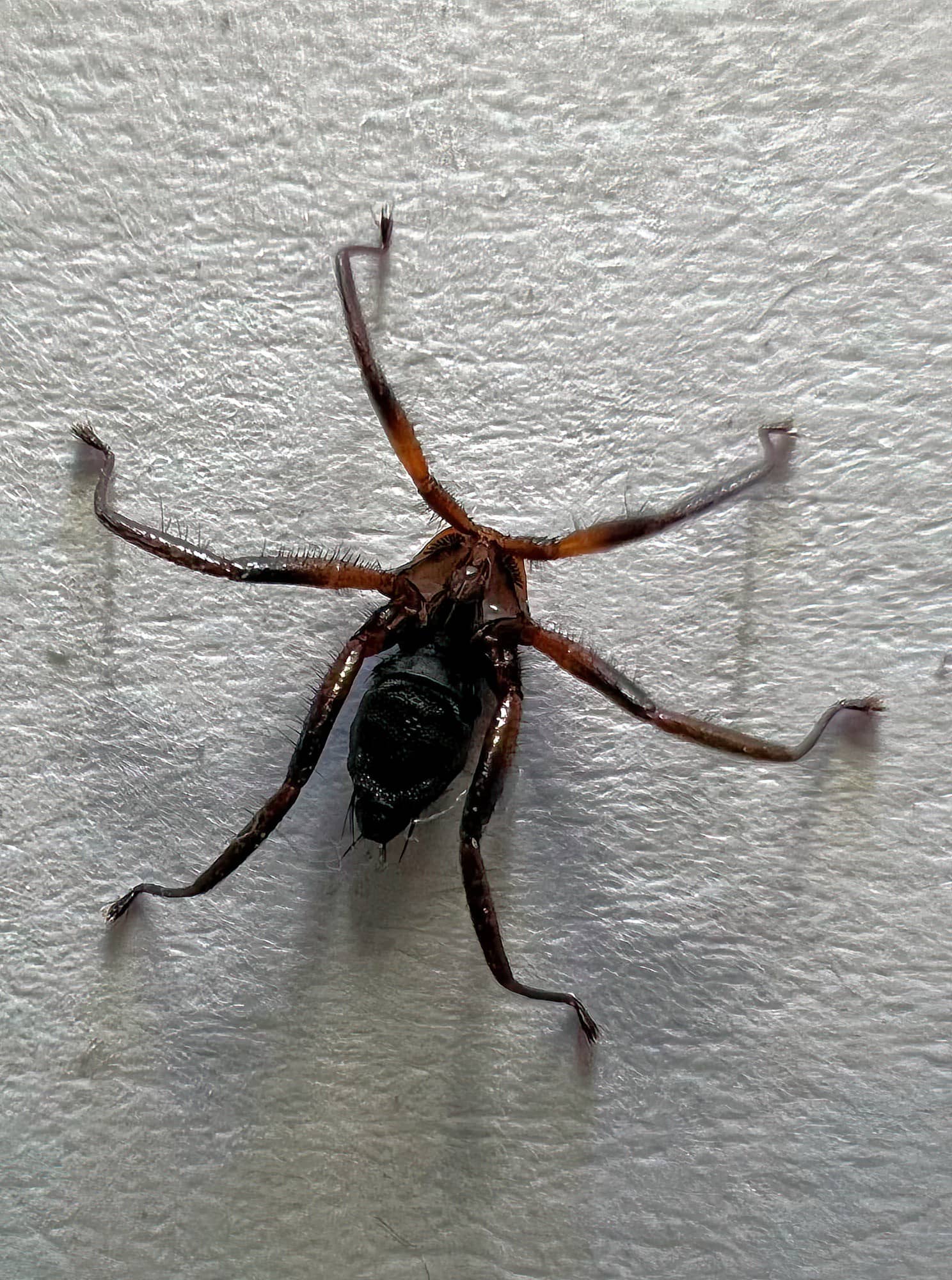 Bat Flies – Ausemade