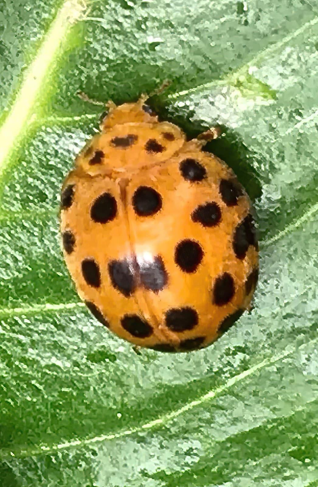Ladybirds (Beetles) – Ausemade