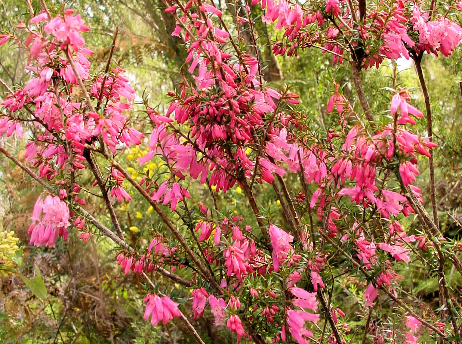 Common Heath – Ausemade