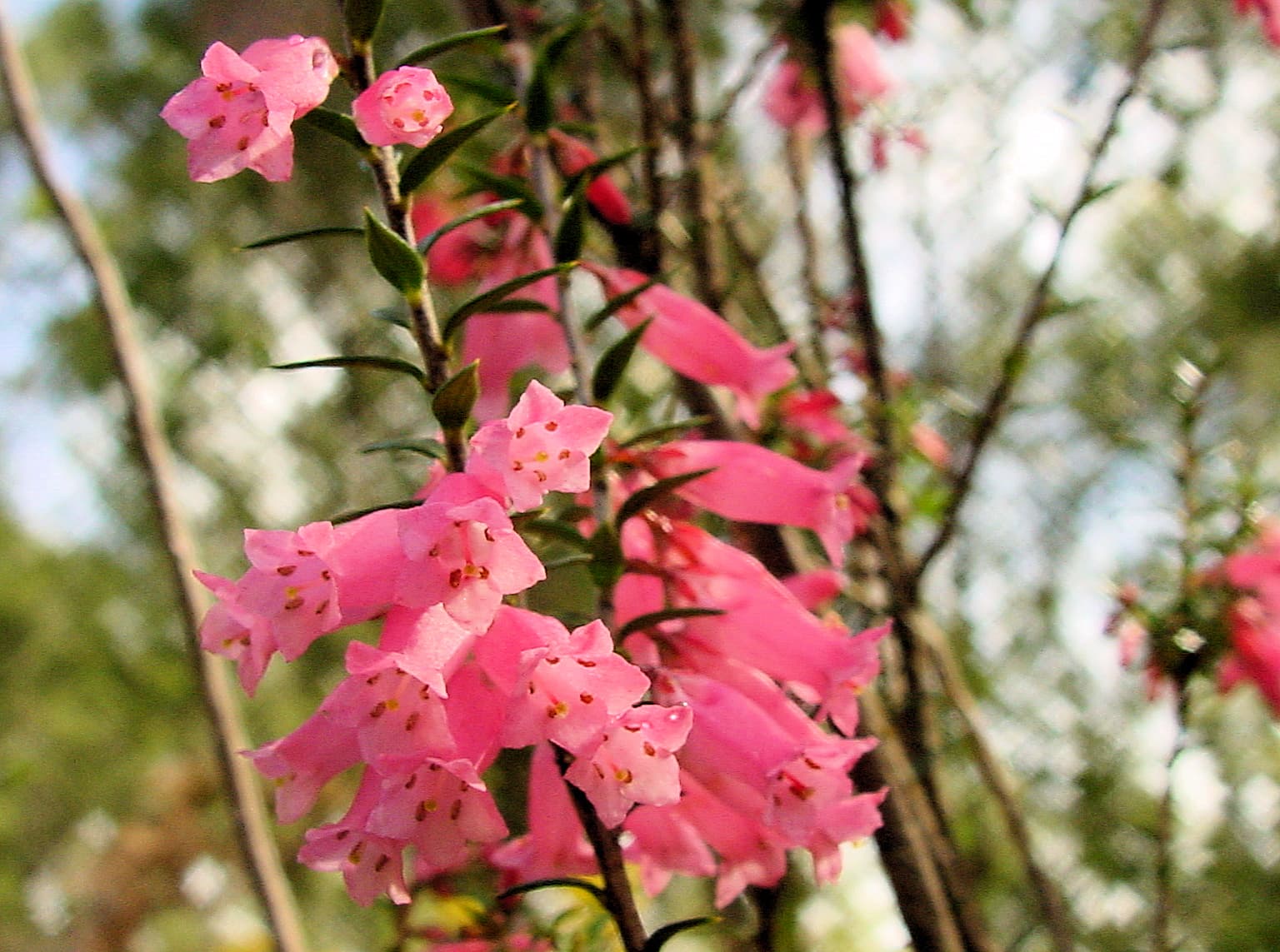 Common Heath – Ausemade
