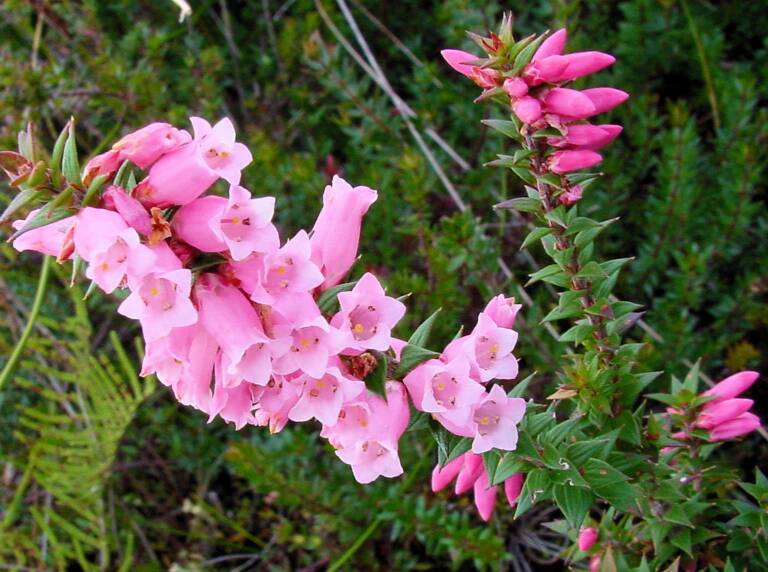 Common Heath – Ausemade