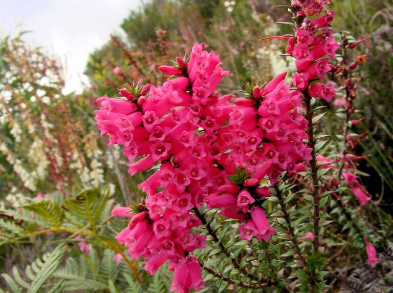 Common Heath – Ausemade