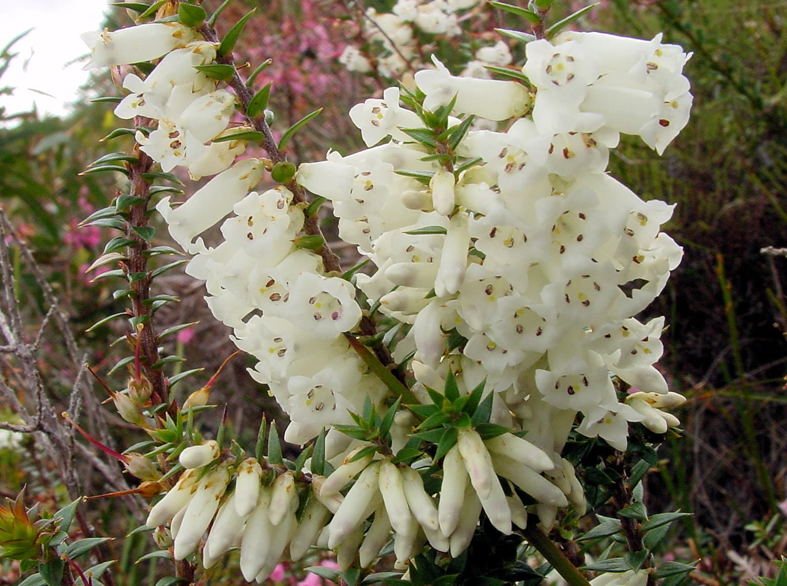 Common Heath – Ausemade