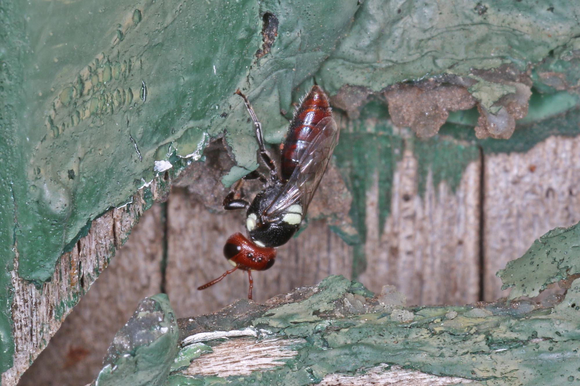 Hylaeus (Euprosopoides) ruficeps ruficeps – Ausemade