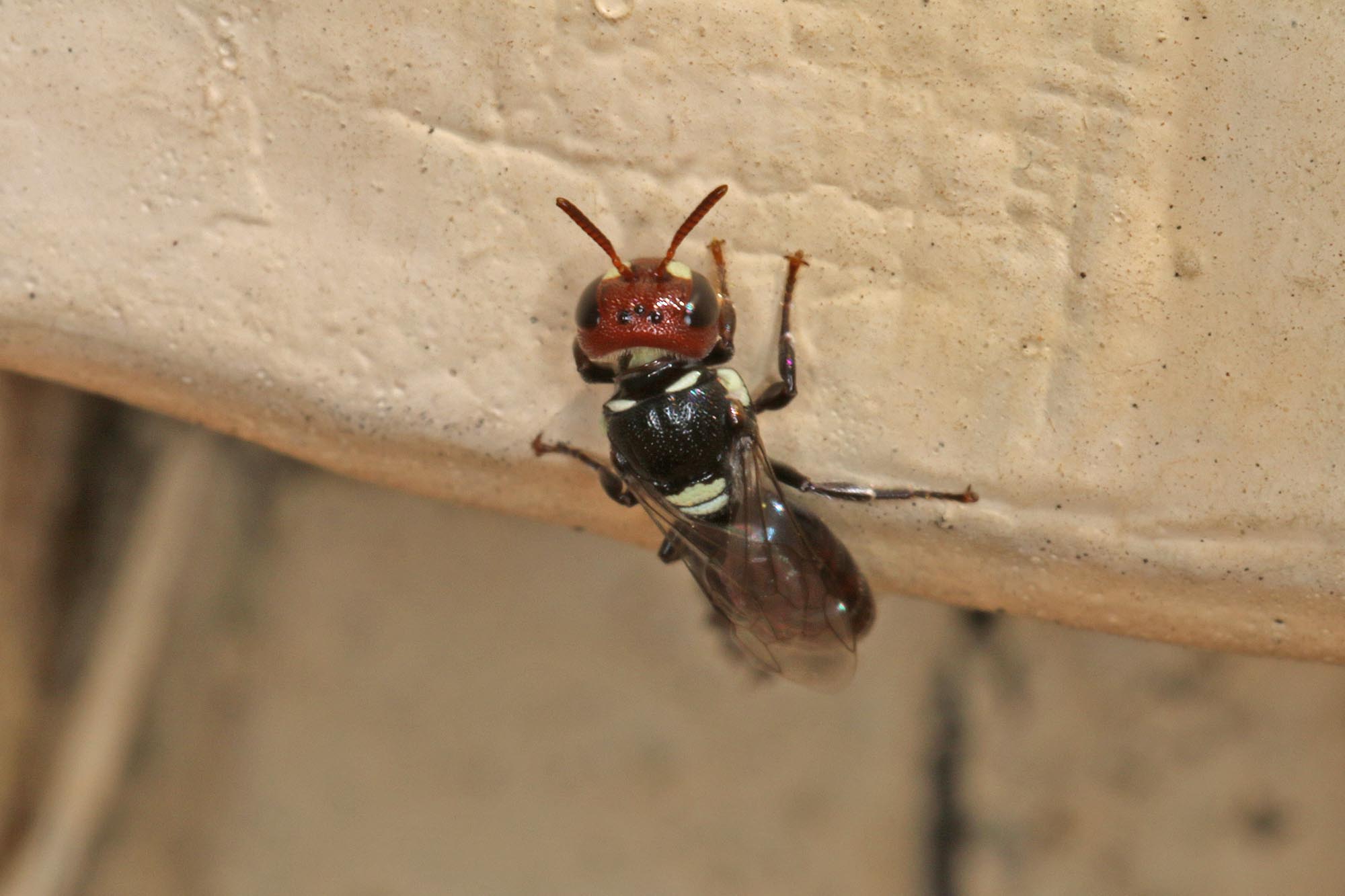 Hylaeus (Euprosopoides) ruficeps ruficeps – Ausemade