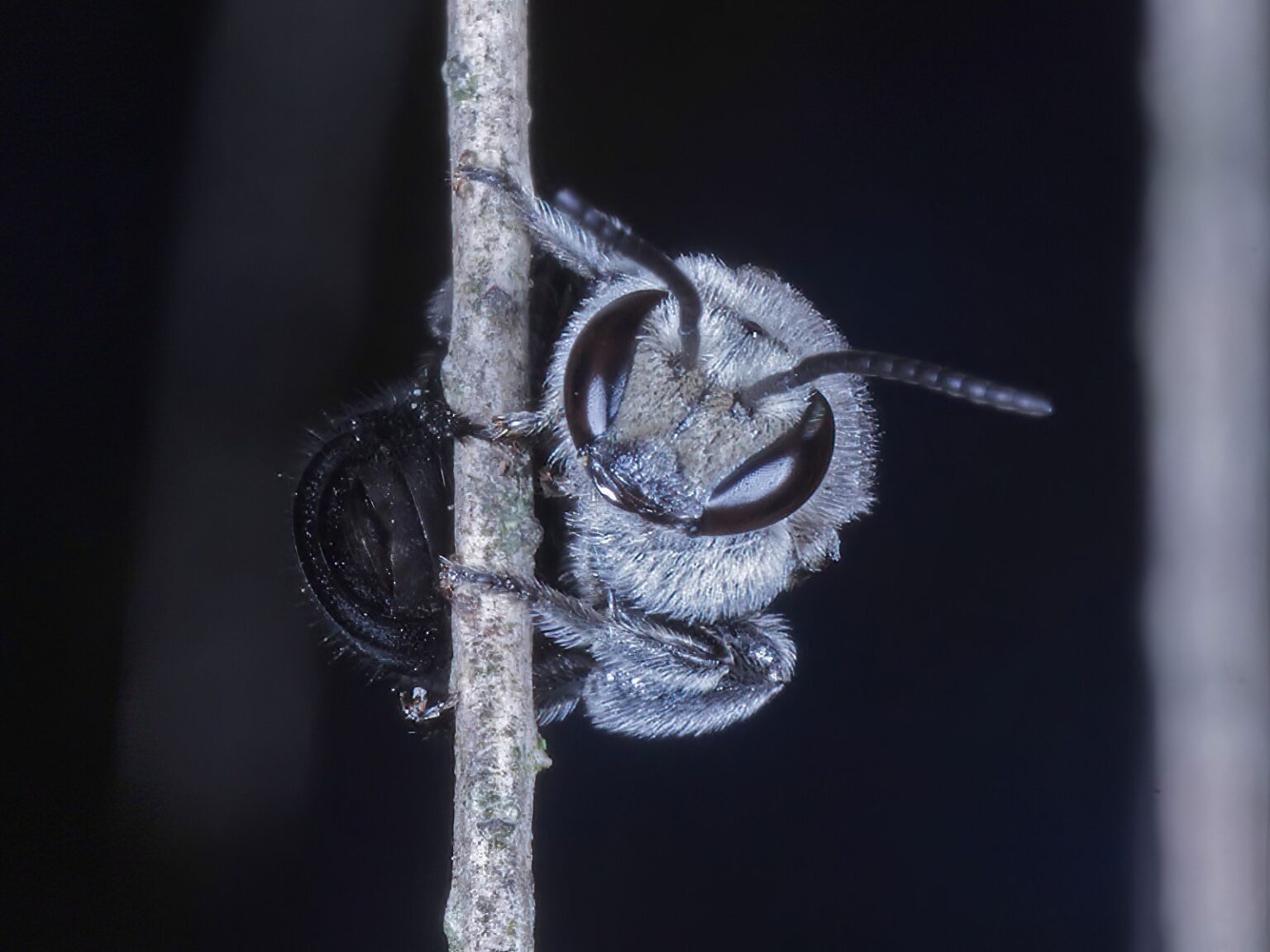 Queensland – Ausemade