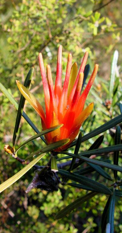 Lambertia formosa (Mountain Devil) – Ausemade