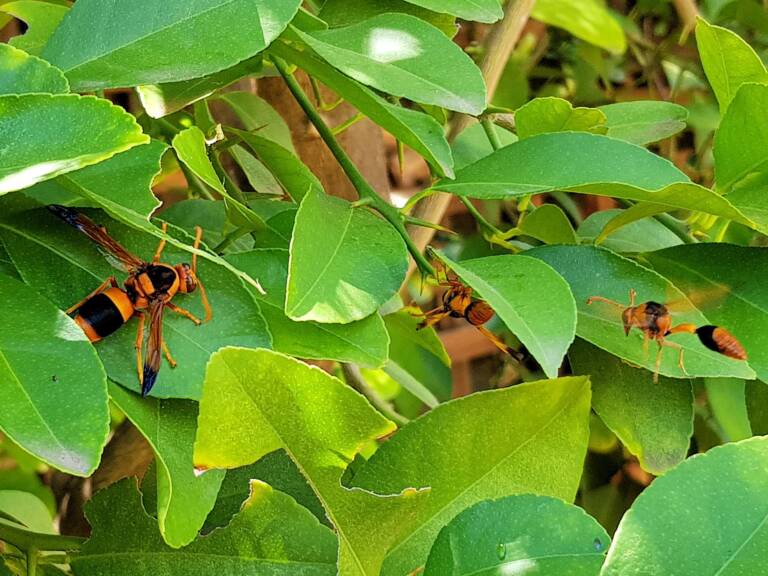 Australian Large Wasps – Ausemade