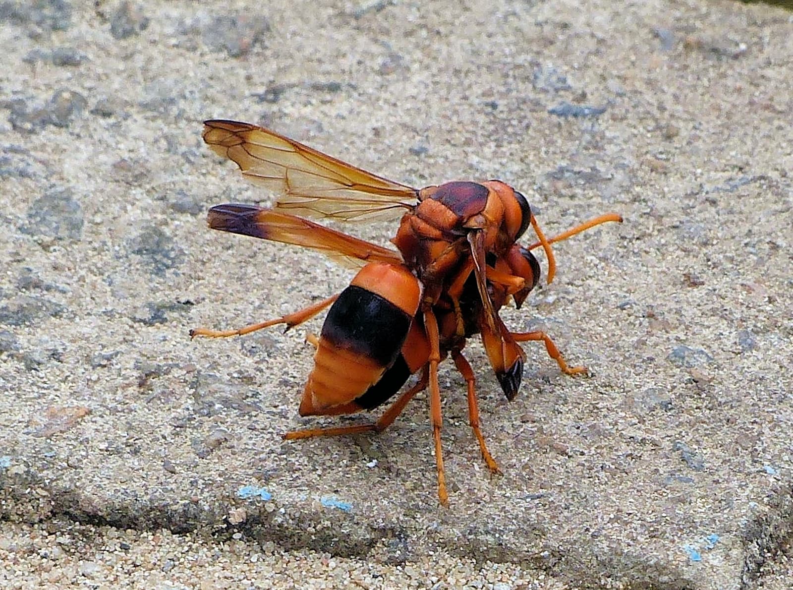 Abispa ephippium – Ausemade