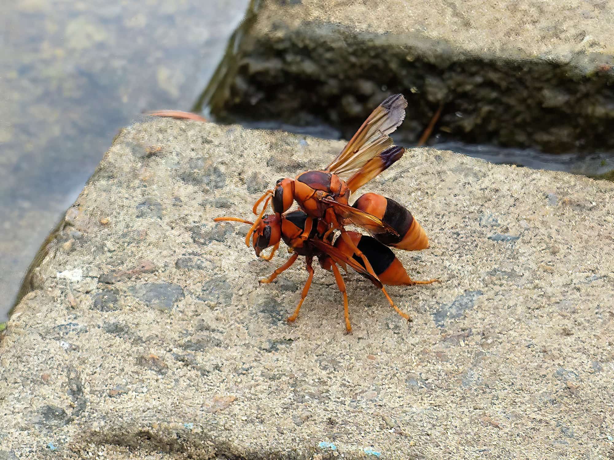 Abispa ephippium – Ausemade