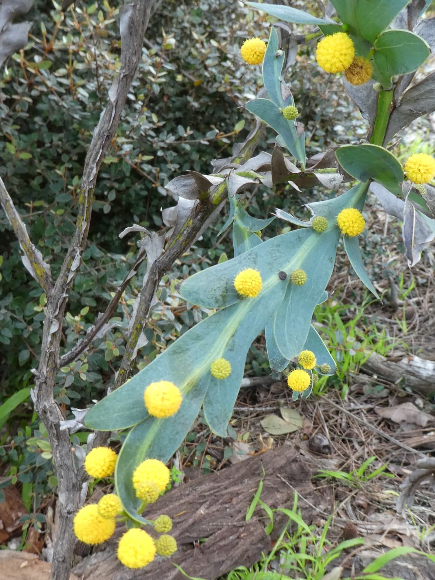 Acacia glaucoptera (Flat Wattle) – Ausemade