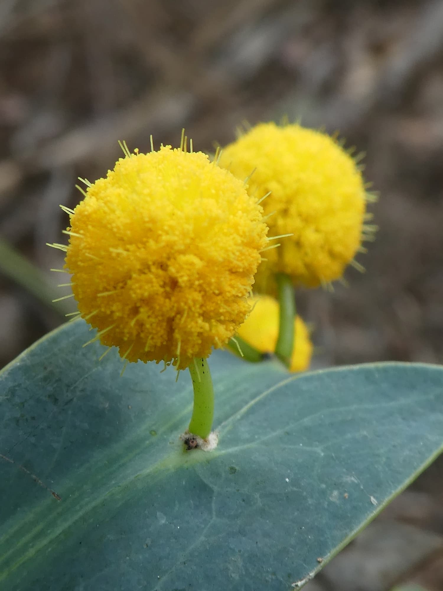 Acacia glaucoptera (Flat Wattle) – Ausemade