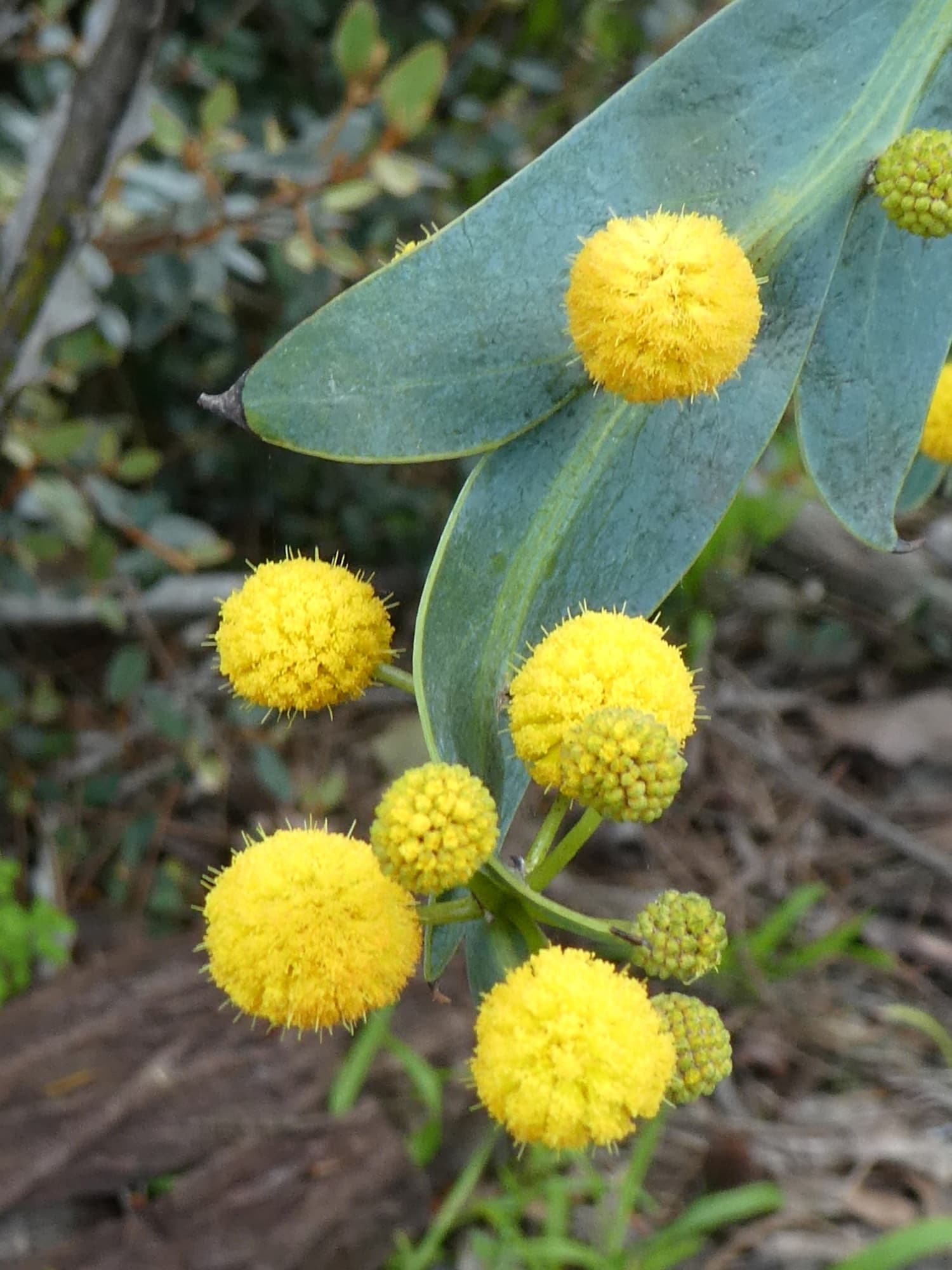 Acacia glaucoptera (Flat Wattle) – Ausemade