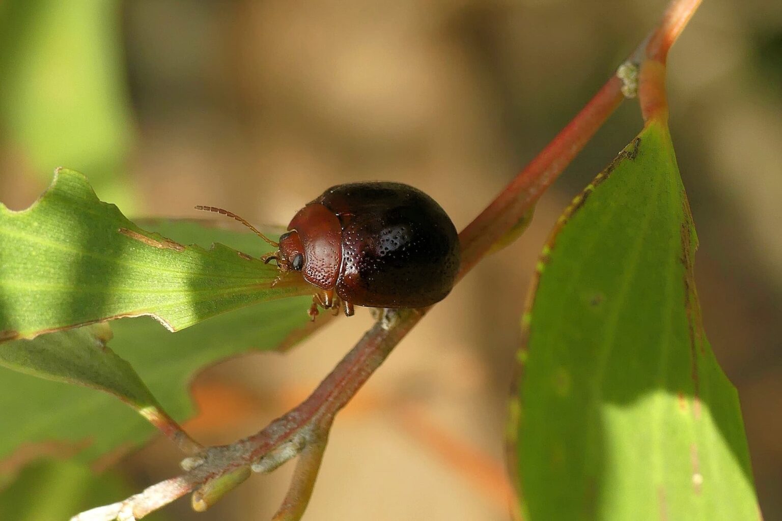 Acacia Leaf Beetle (Dicranosterna picea) – Ausemade