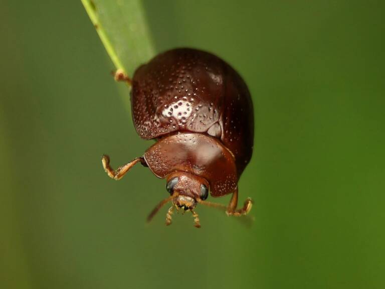 Chrysomelidae (Leaf Beetles) – Ausemade