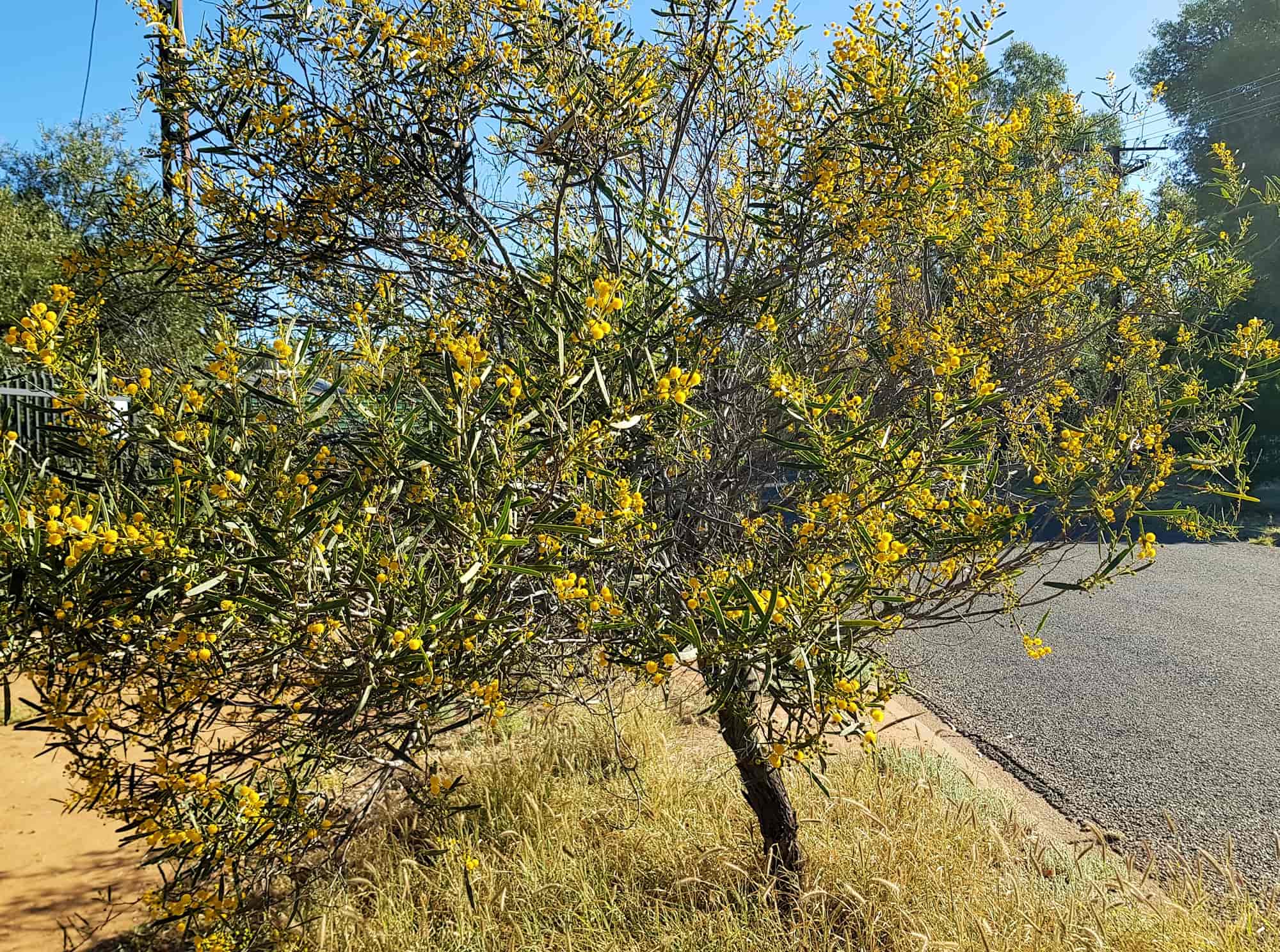 Acacia ligulata – Ausemade