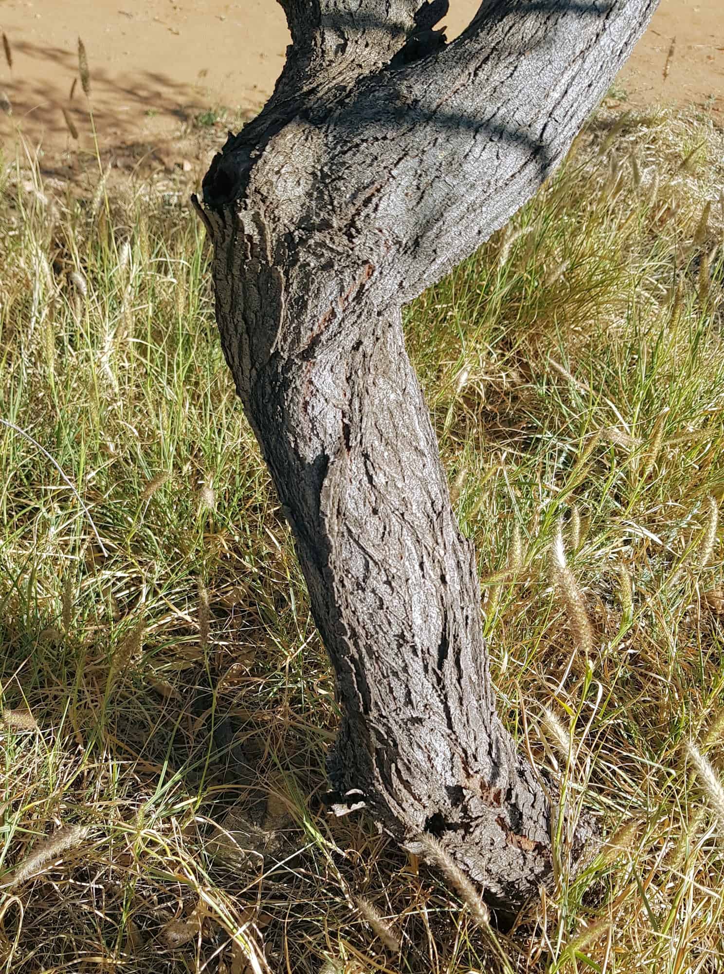 Acacia ligulata – Ausemade