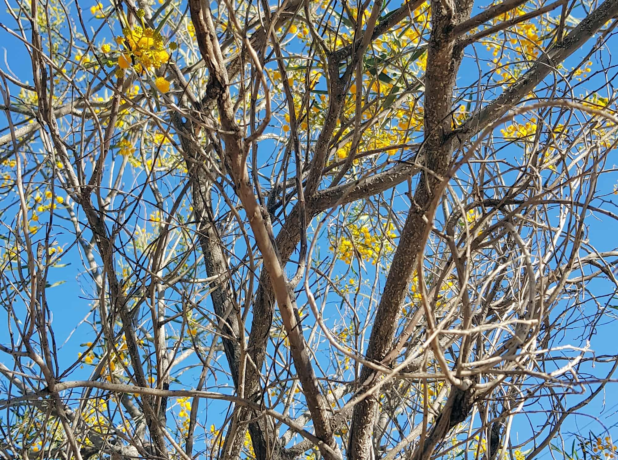 Acacia ligulata – Ausemade