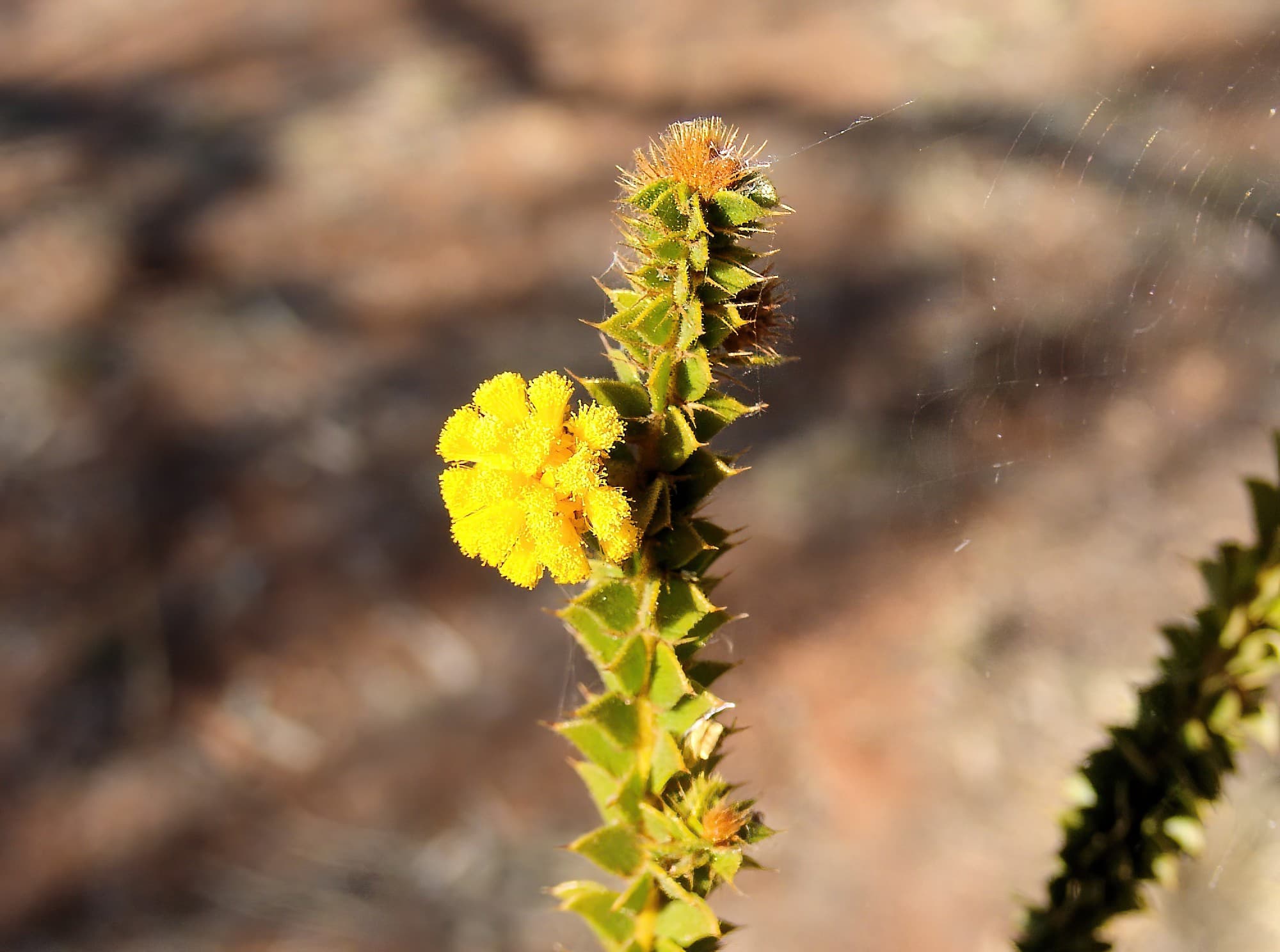 Prickly Wattle – Ausemade