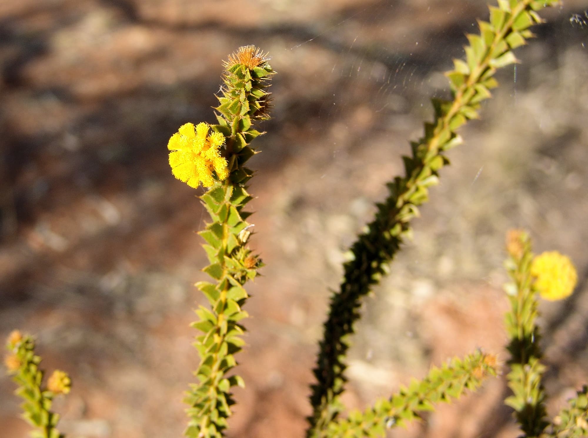 Prickly Wattle – Ausemade