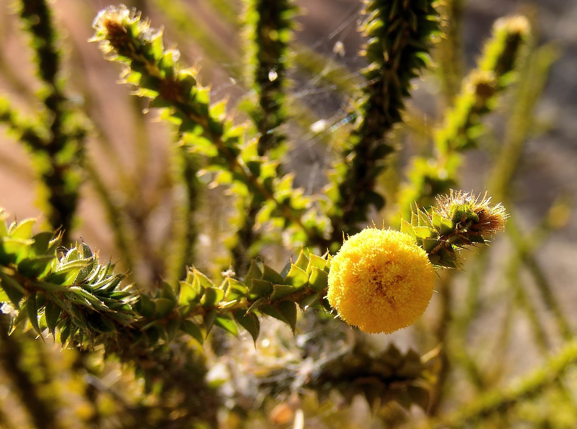 Prickly Wattle – Ausemade