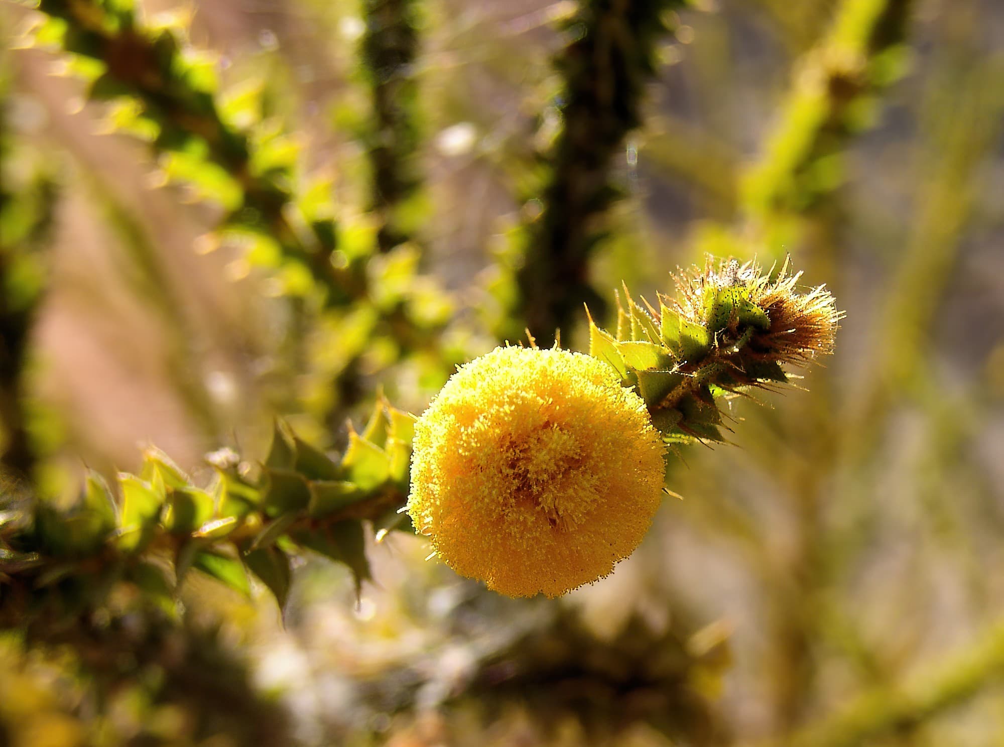 Prickly Wattle – Ausemade
