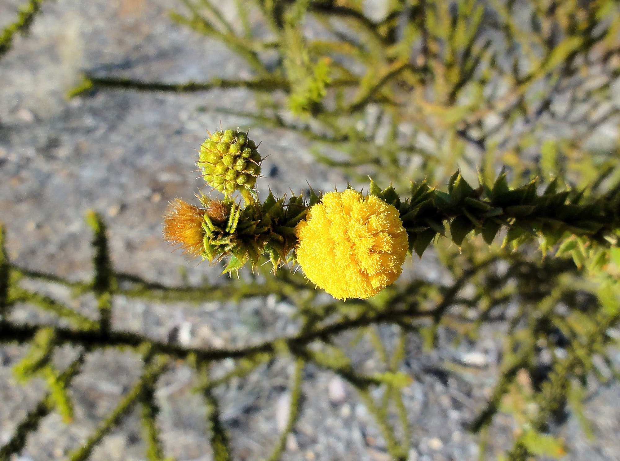 Prickly Wattle – Ausemade