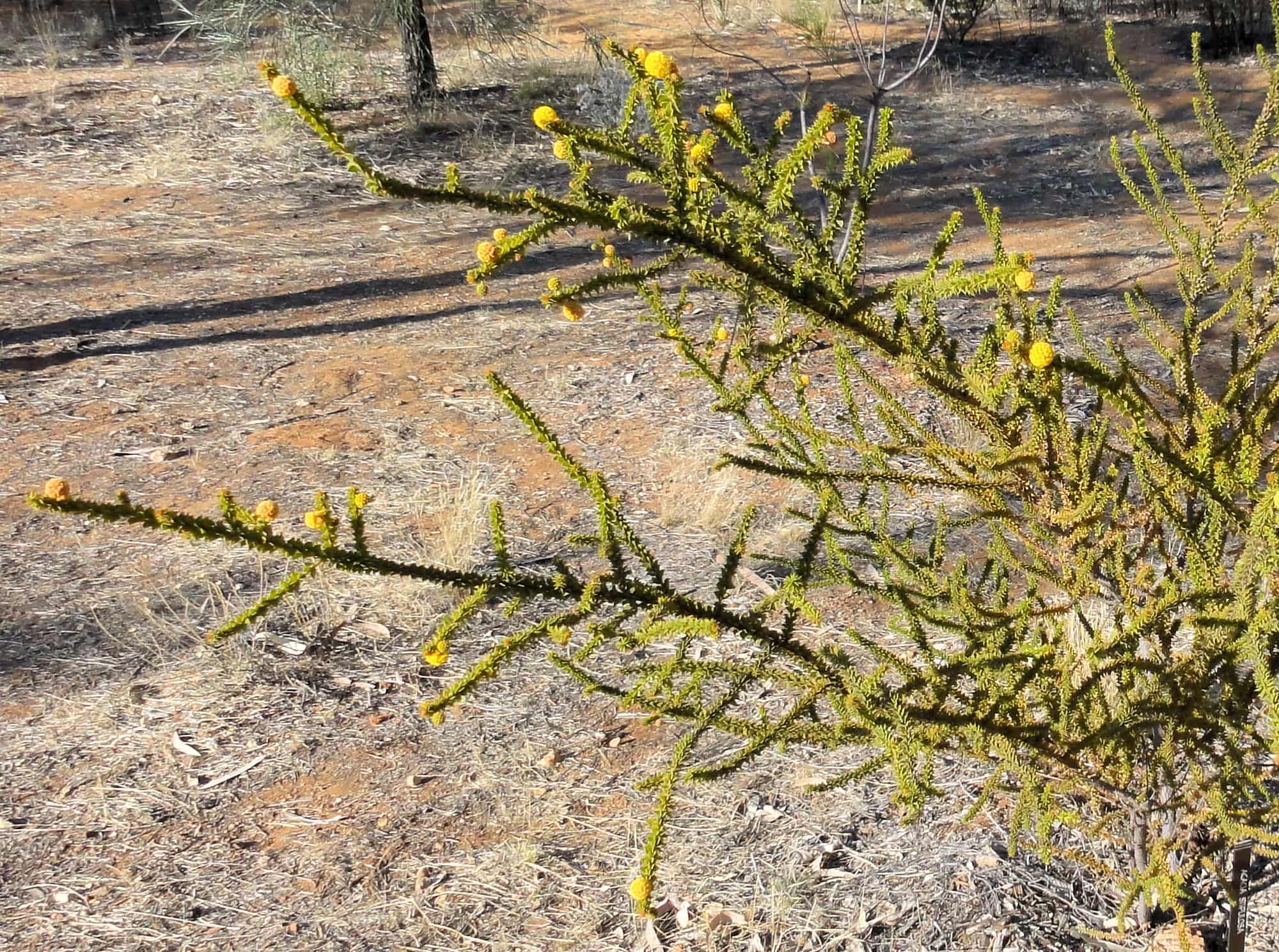 Prickly Wattle – Ausemade