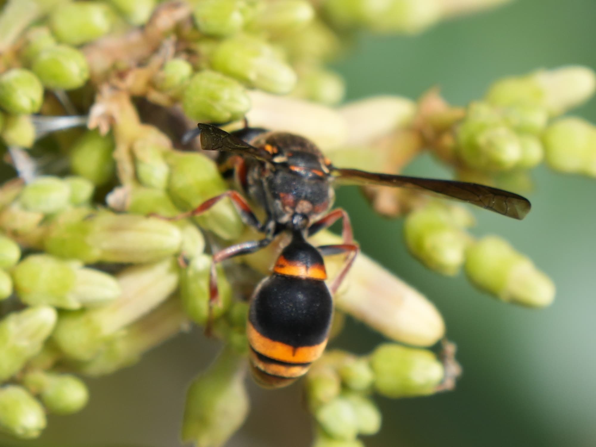 Acarozumia amaliae – Ausemade