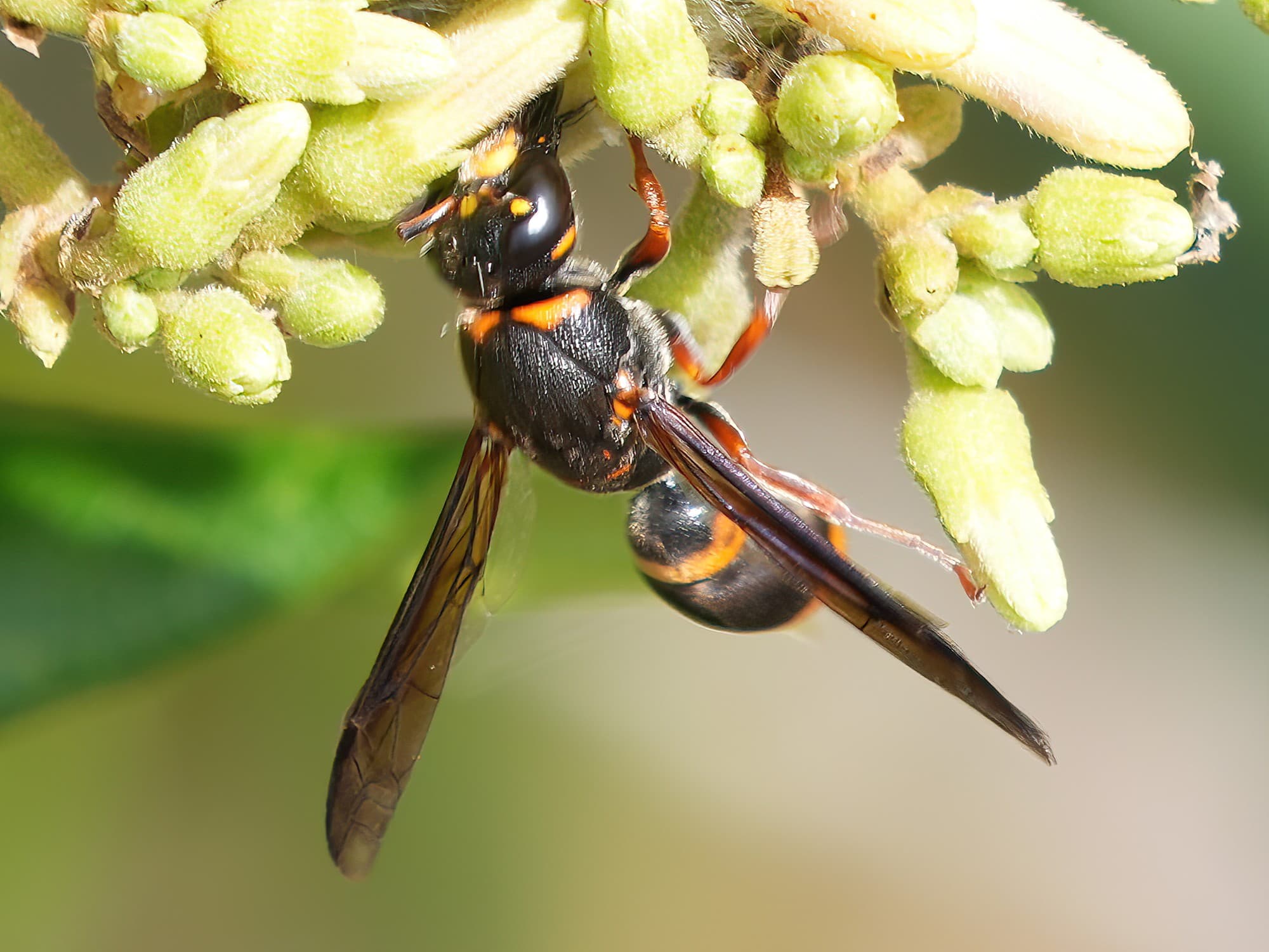 Acarozumia amaliae – Ausemade