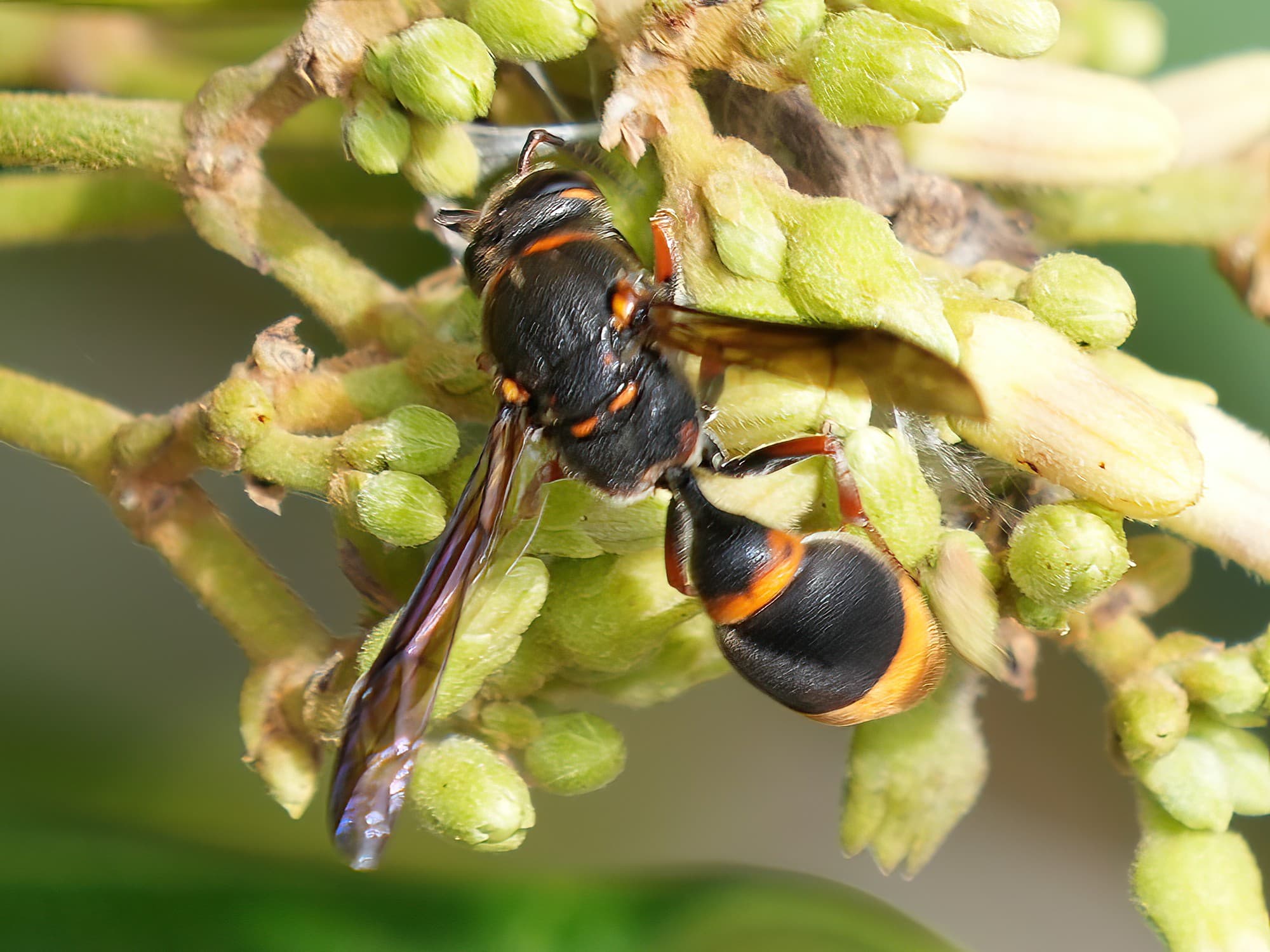 Acarozumia amaliae – Ausemade