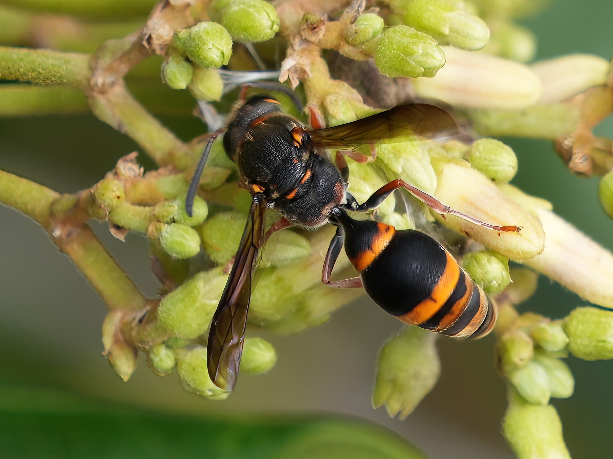 Acarozumia amaliae – Ausemade