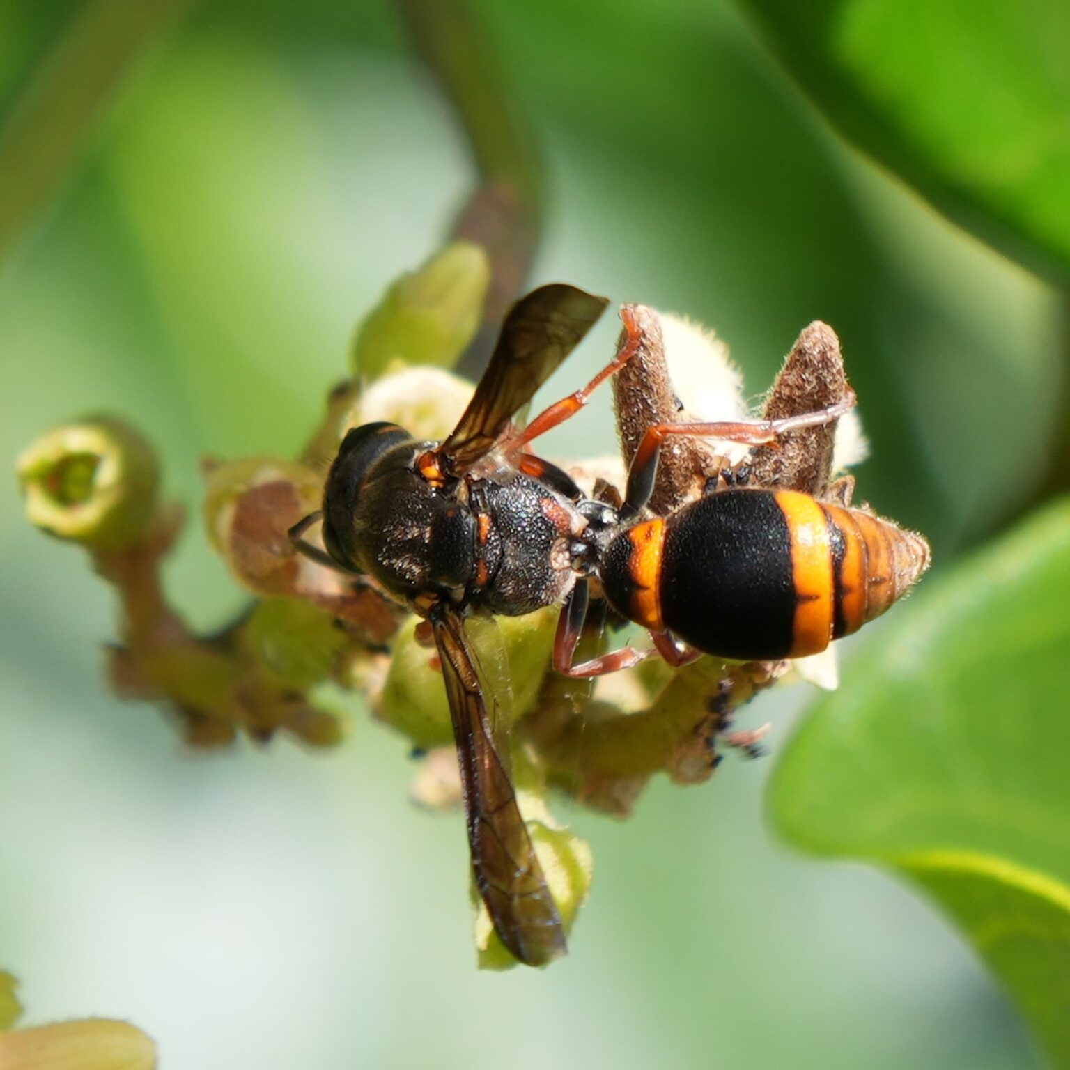 Wasps Index – Ausemade