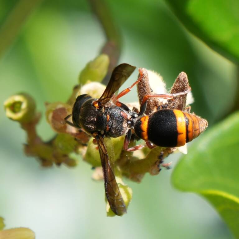 Wasps Index – Ausemade