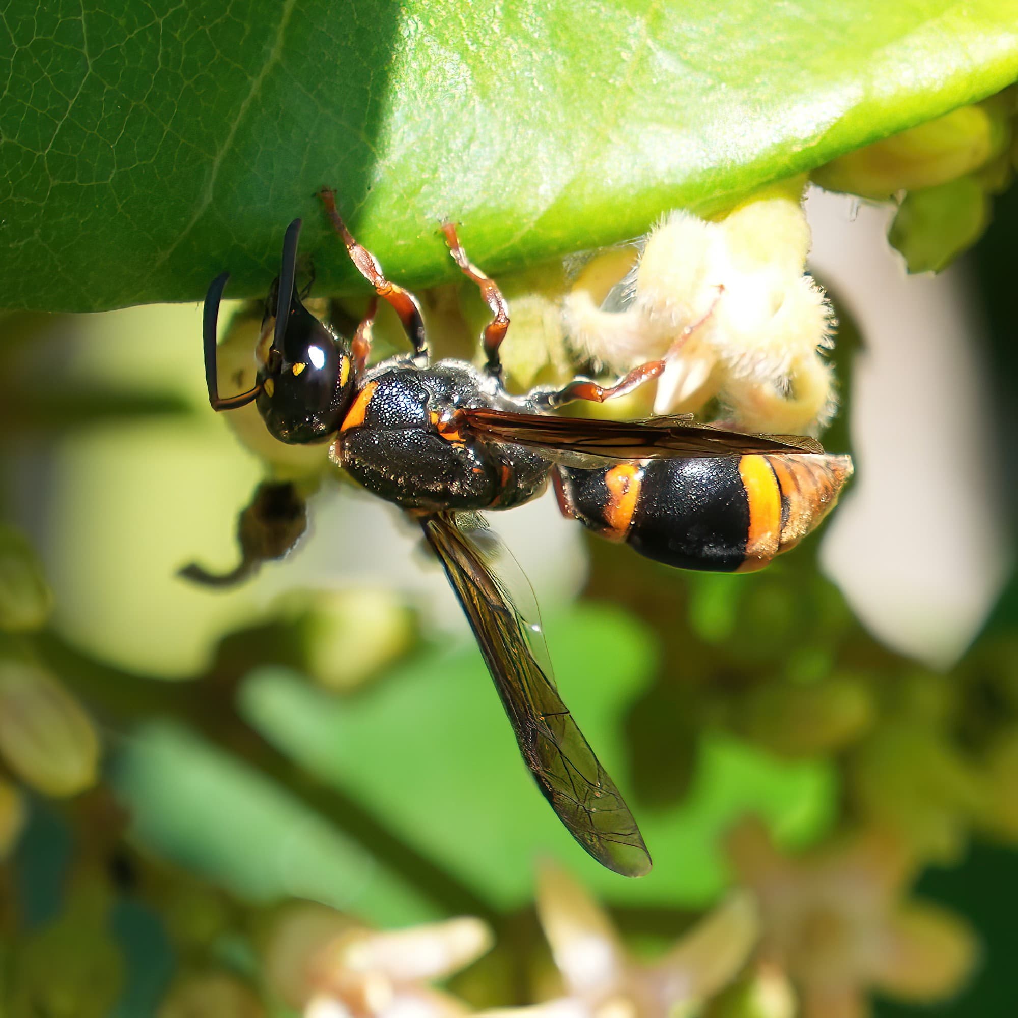 Acarozumia amaliae – Ausemade