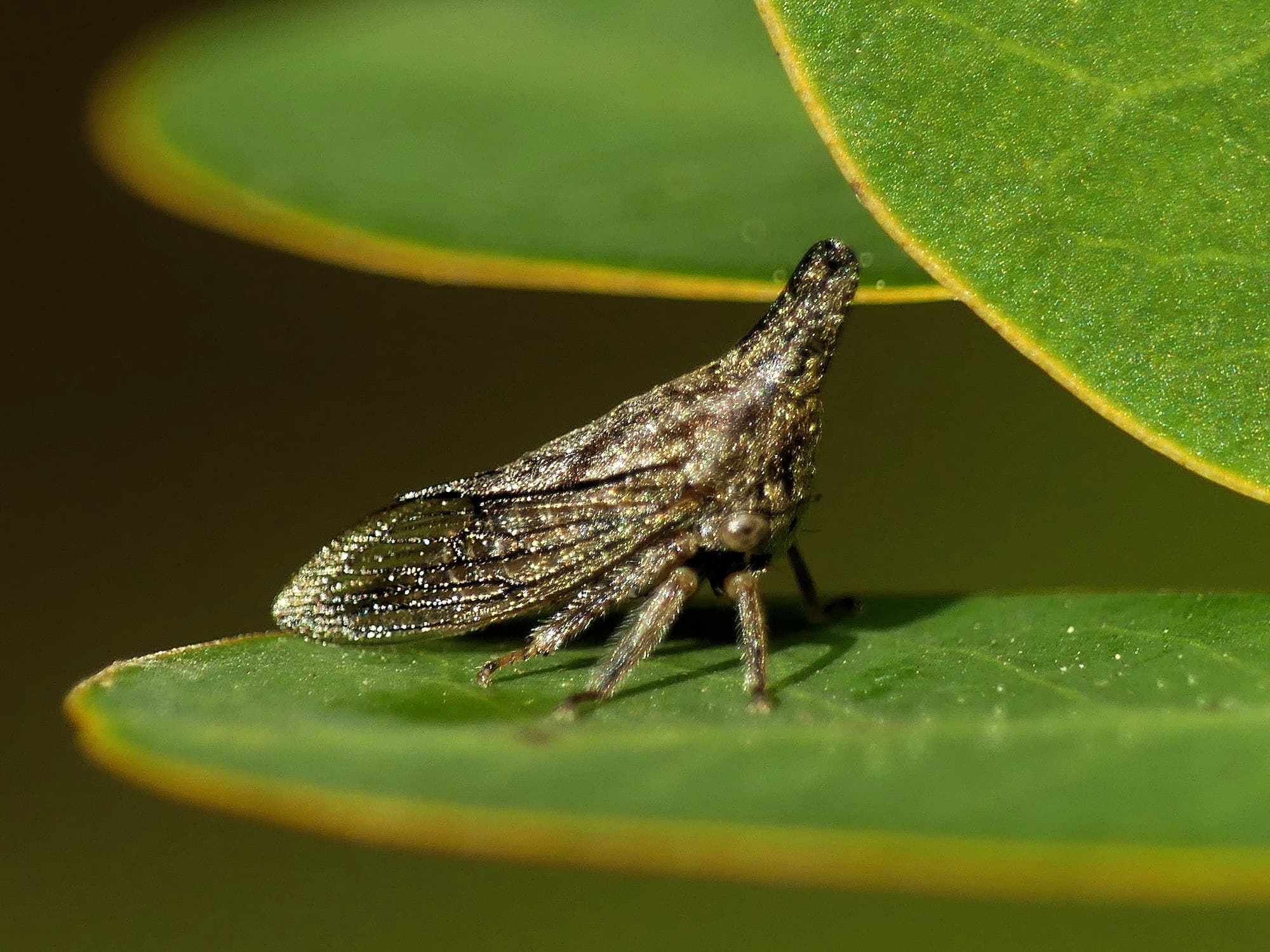 Lantana Treehopper (Aconophora compressa) – Ausemade