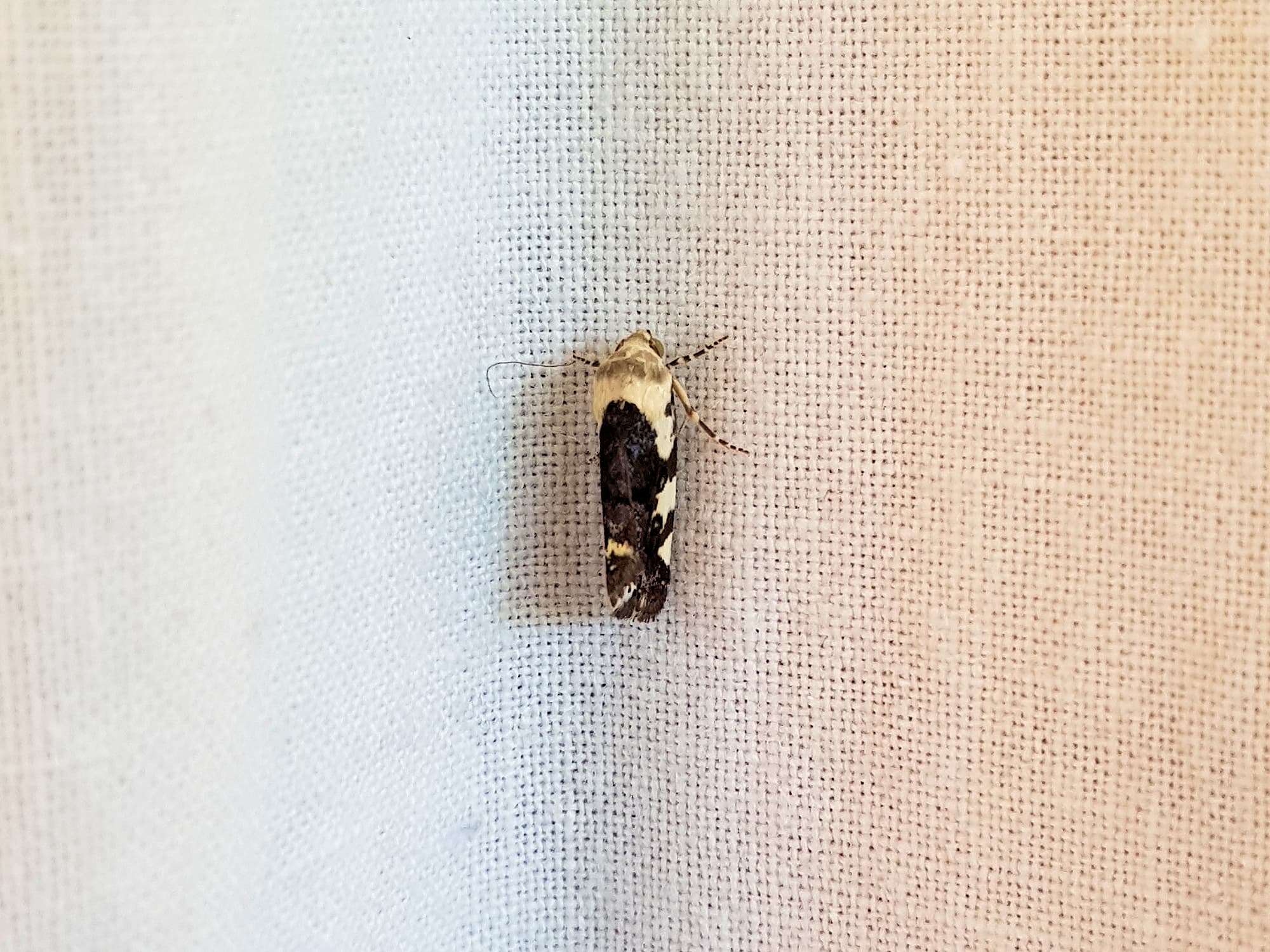 Acontia nivipicta – Ausemade
