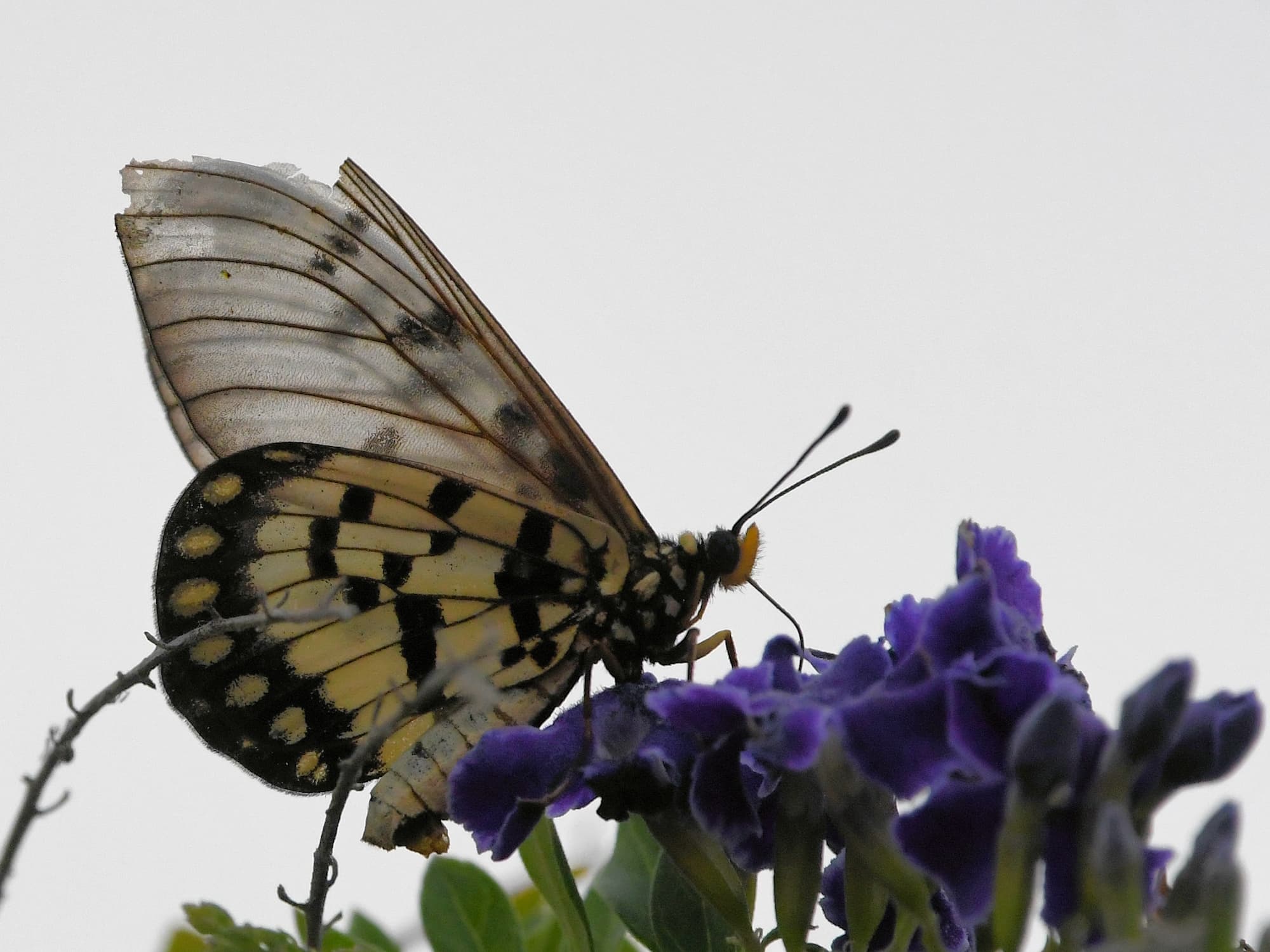 Glasswing (Acraea andromacha) – Ausemade