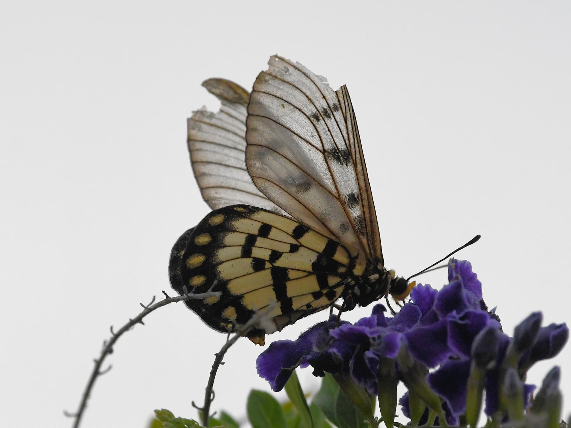 Glasswing (Acraea andromacha) – Ausemade