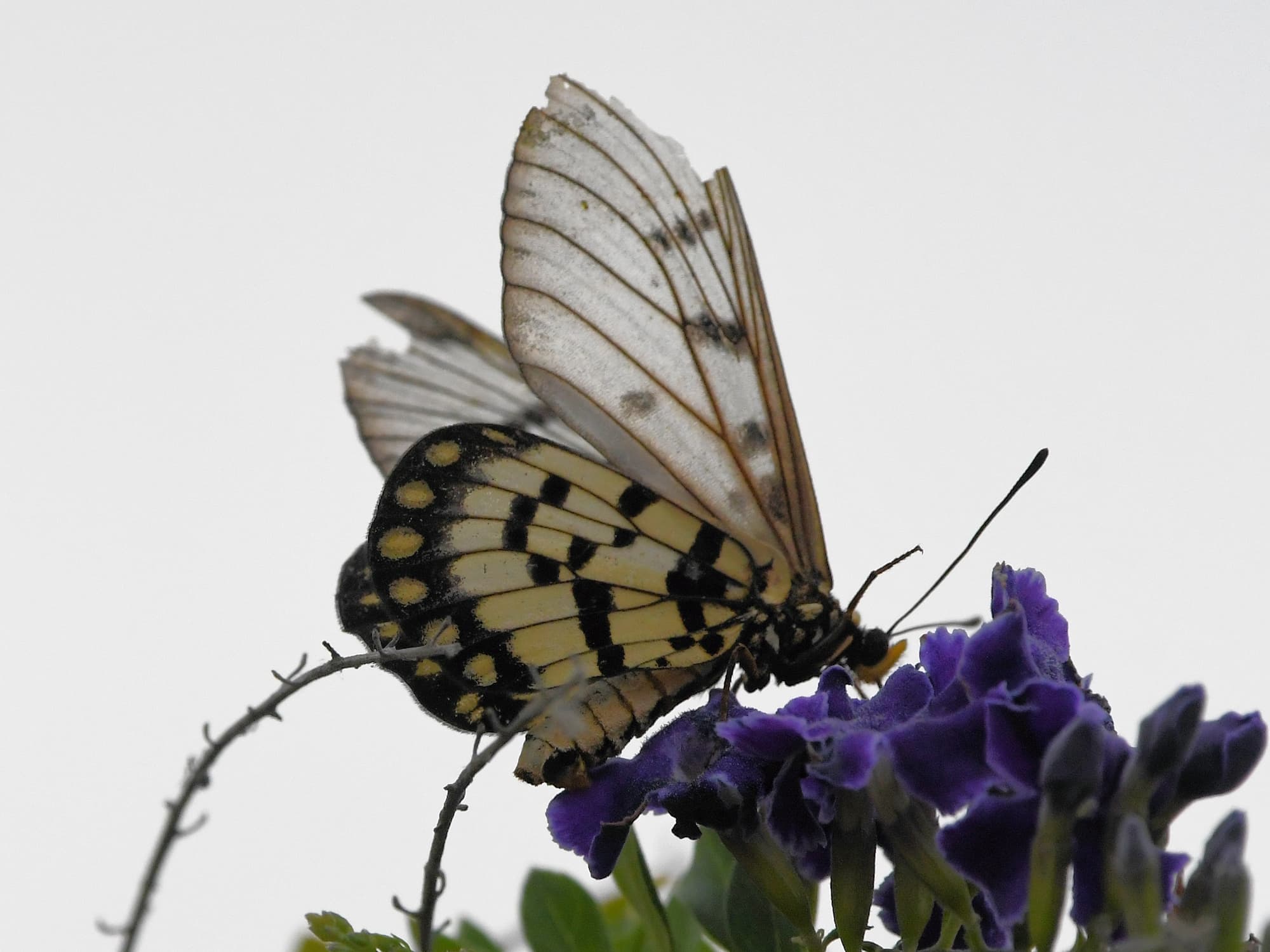 Glasswing (Acraea andromacha) – Ausemade