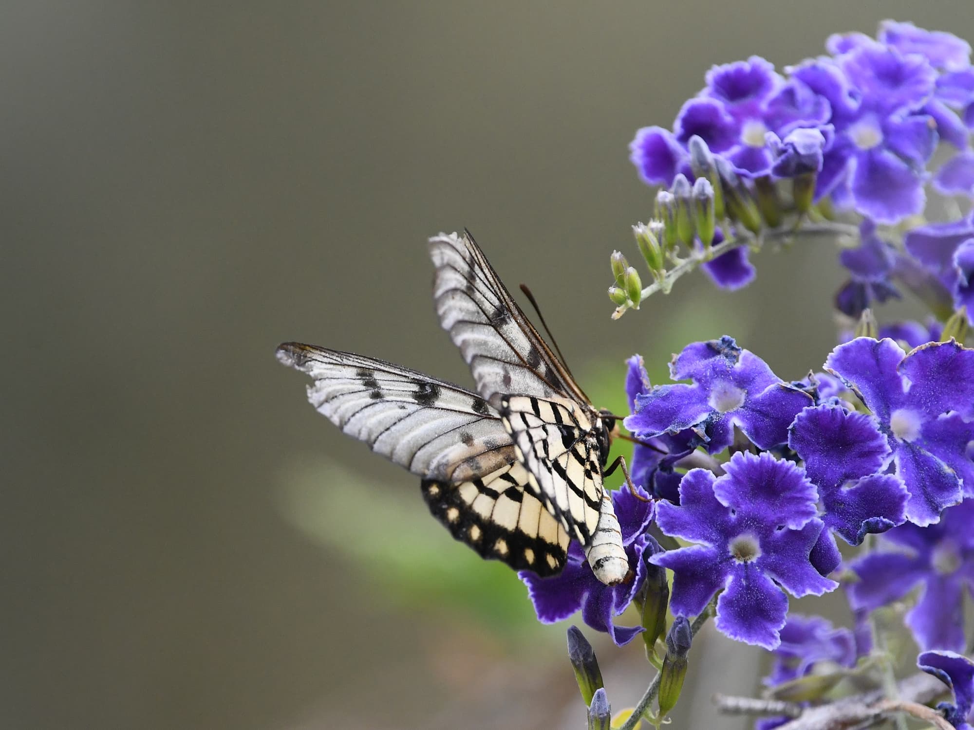 Glasswing (Acraea andromacha) – Ausemade