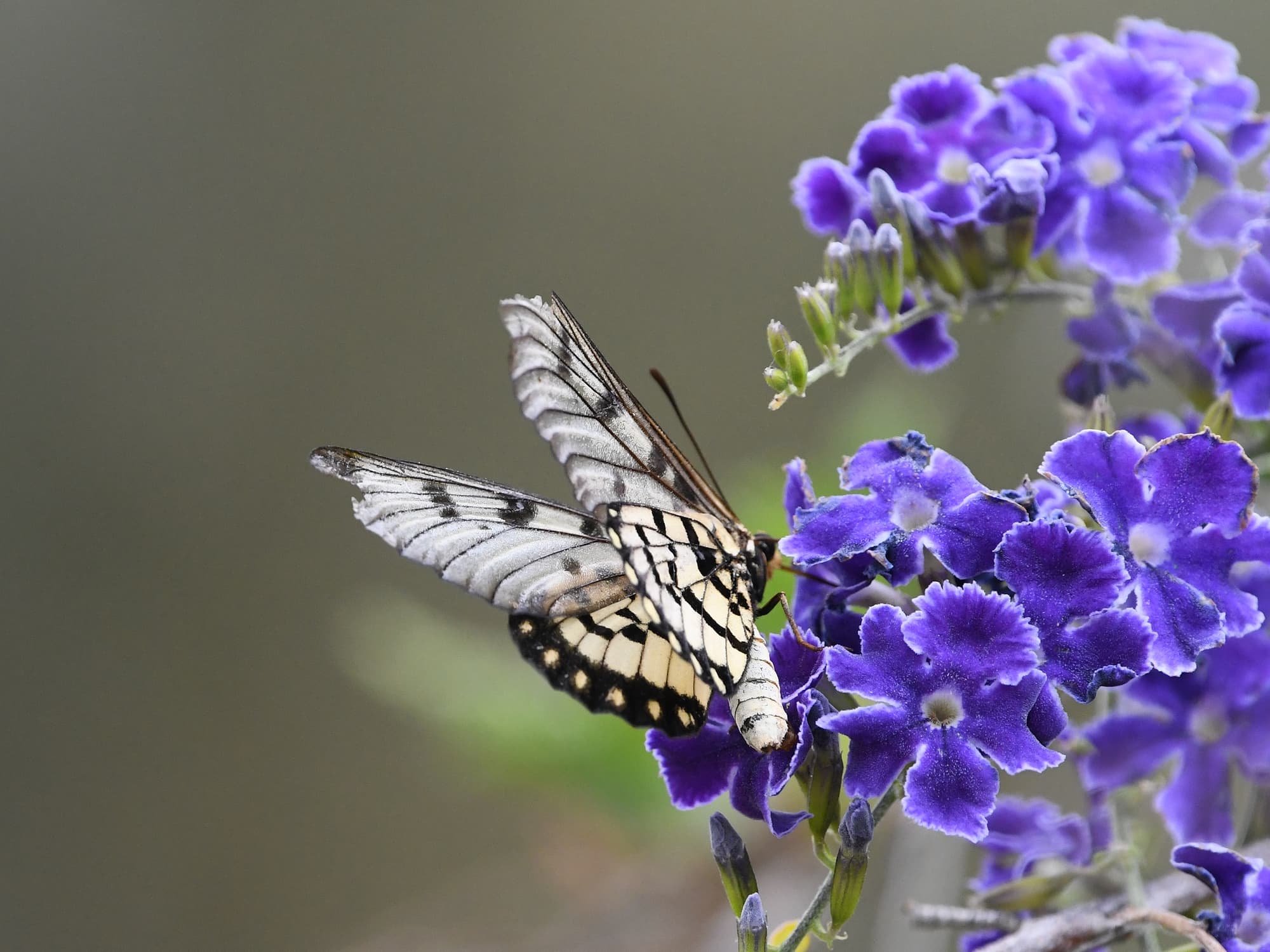Glasswing (Acraea andromacha) – Ausemade
