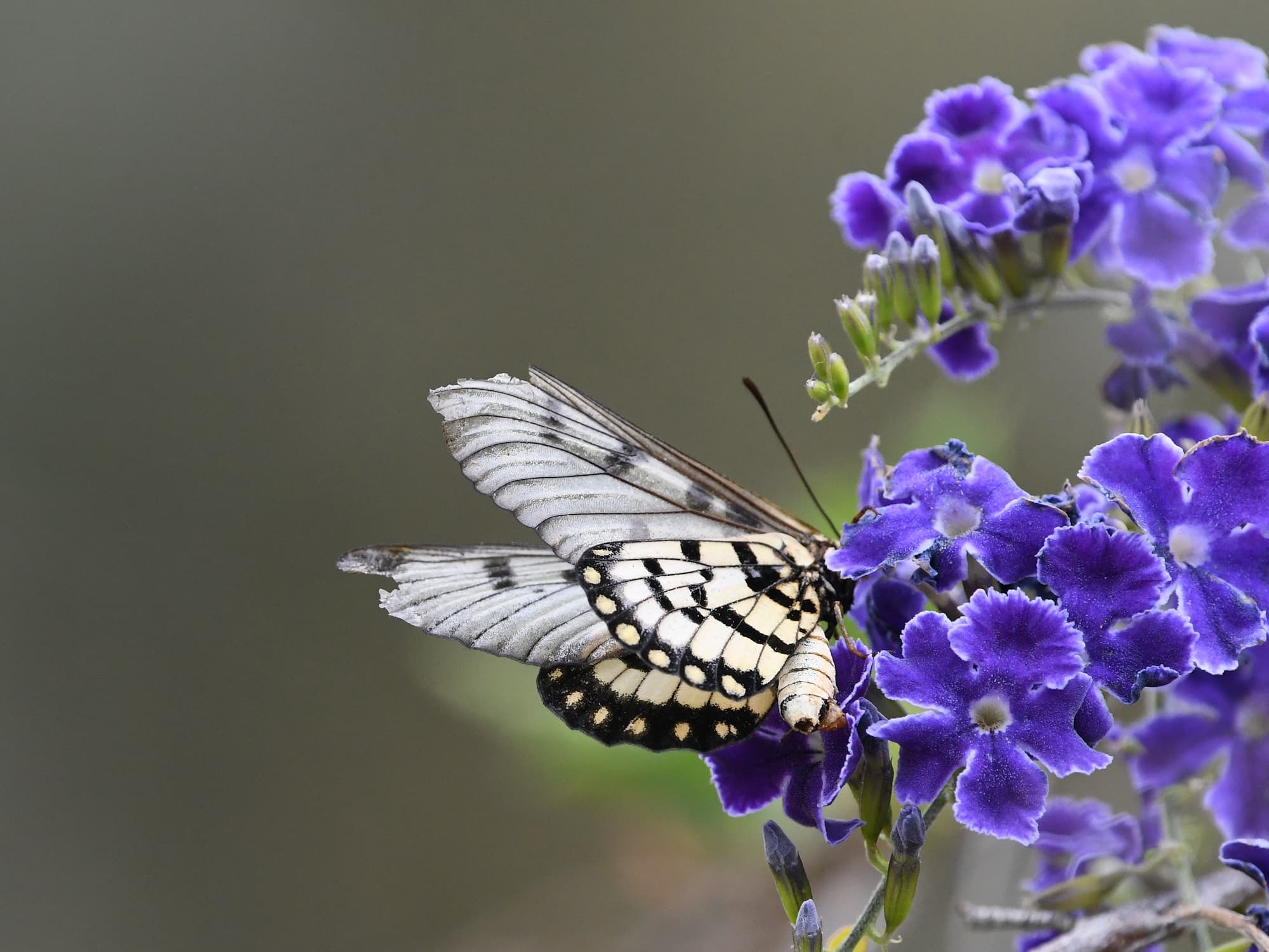 Glasswing (Acraea andromacha) – Ausemade