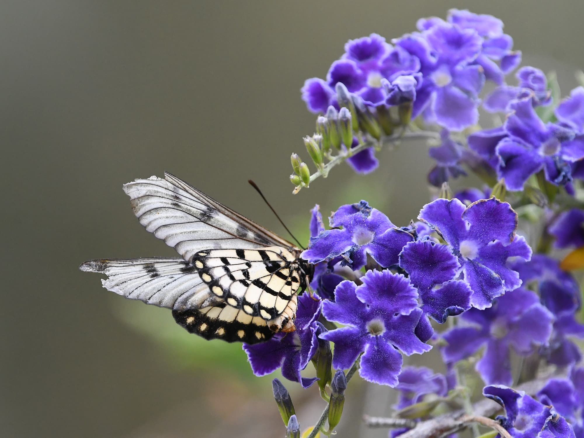Glasswing (Acraea andromacha) – Ausemade