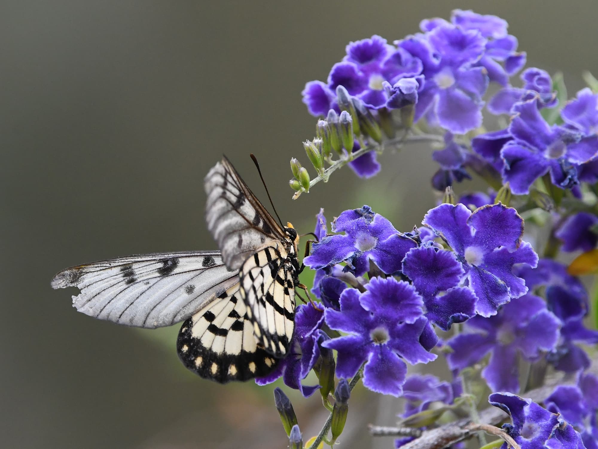 Glasswing (Acraea andromacha) – Ausemade