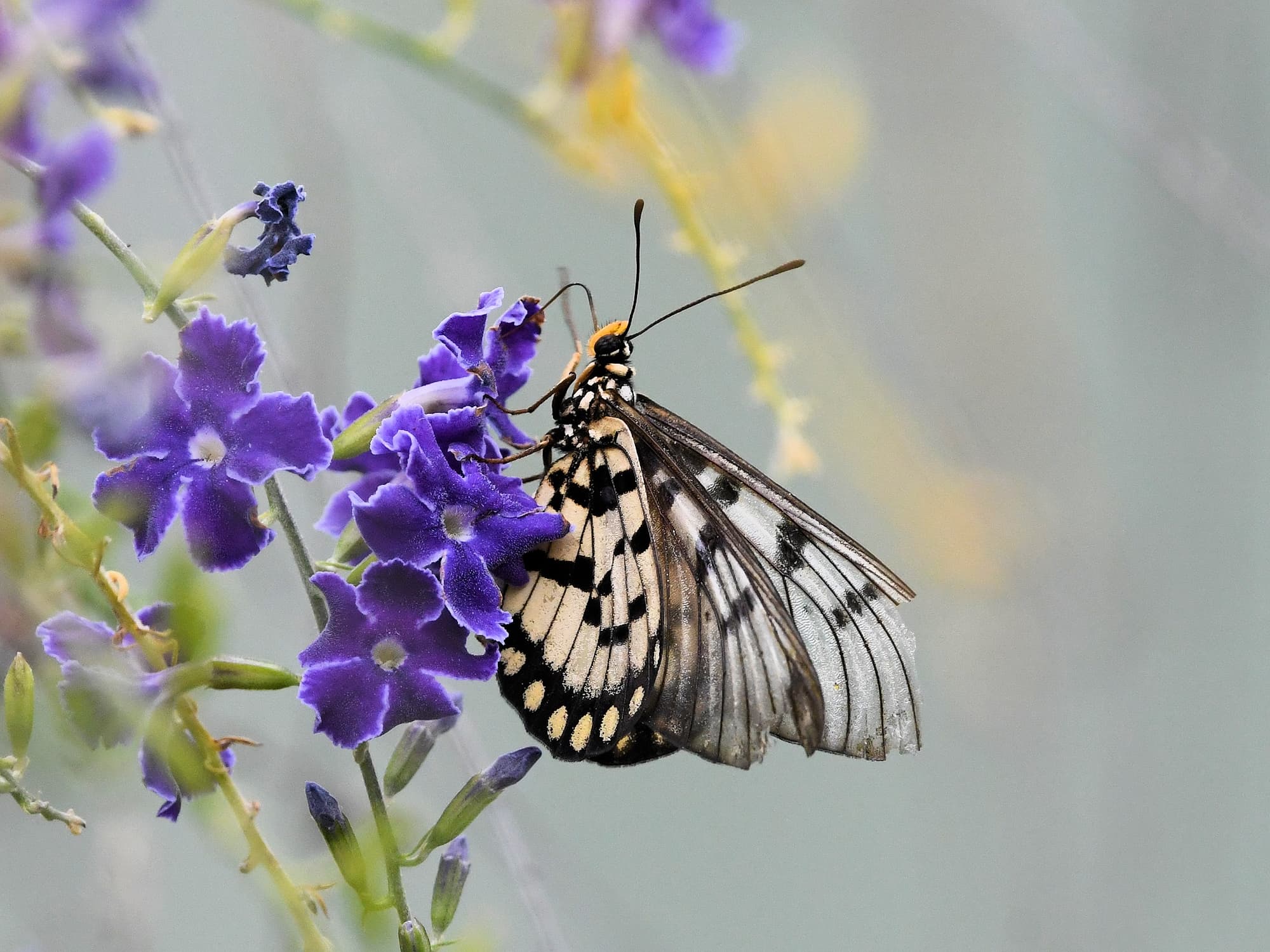Acraea andromacha – Ausemade