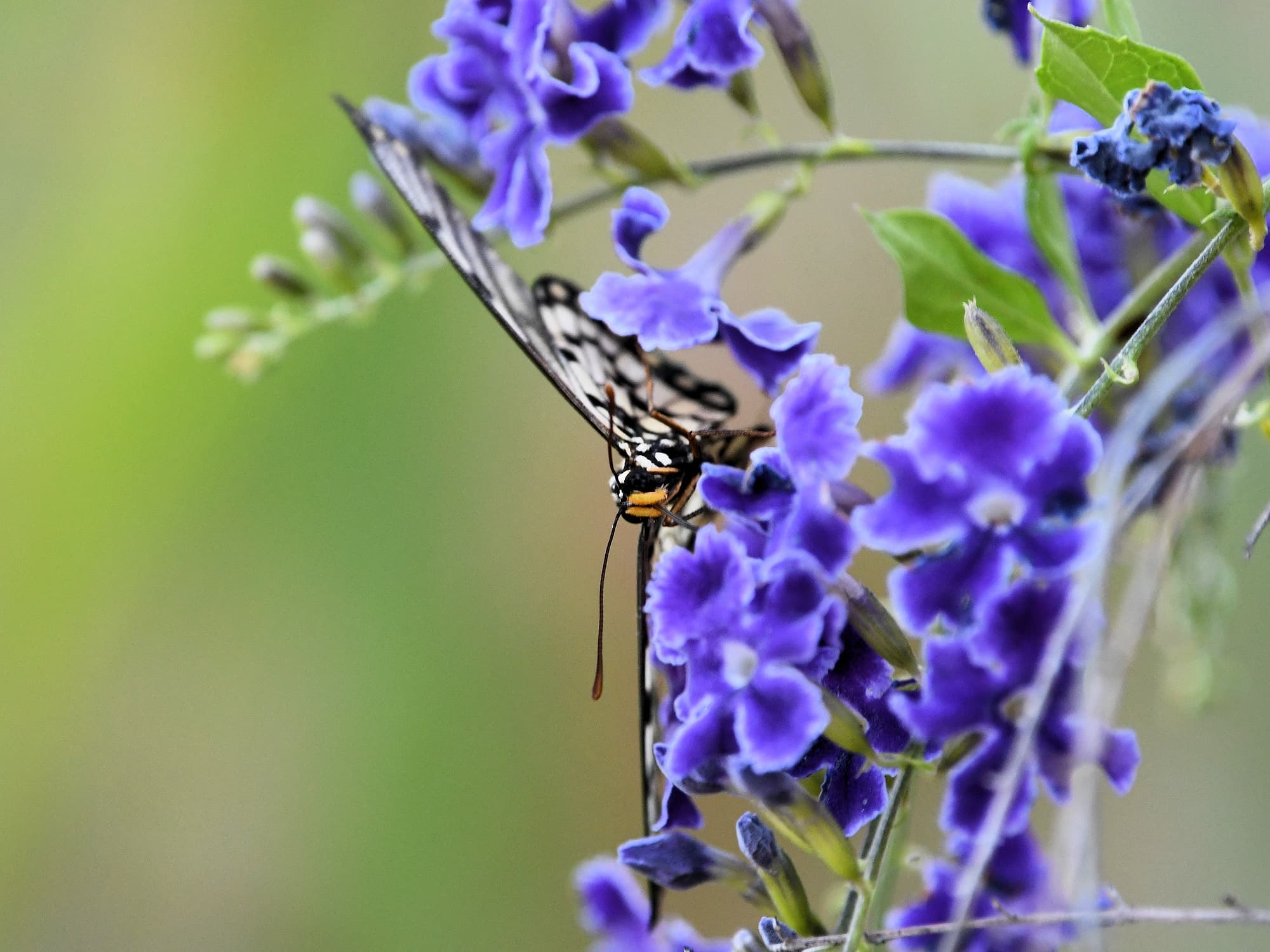 Acraea andromacha – Ausemade