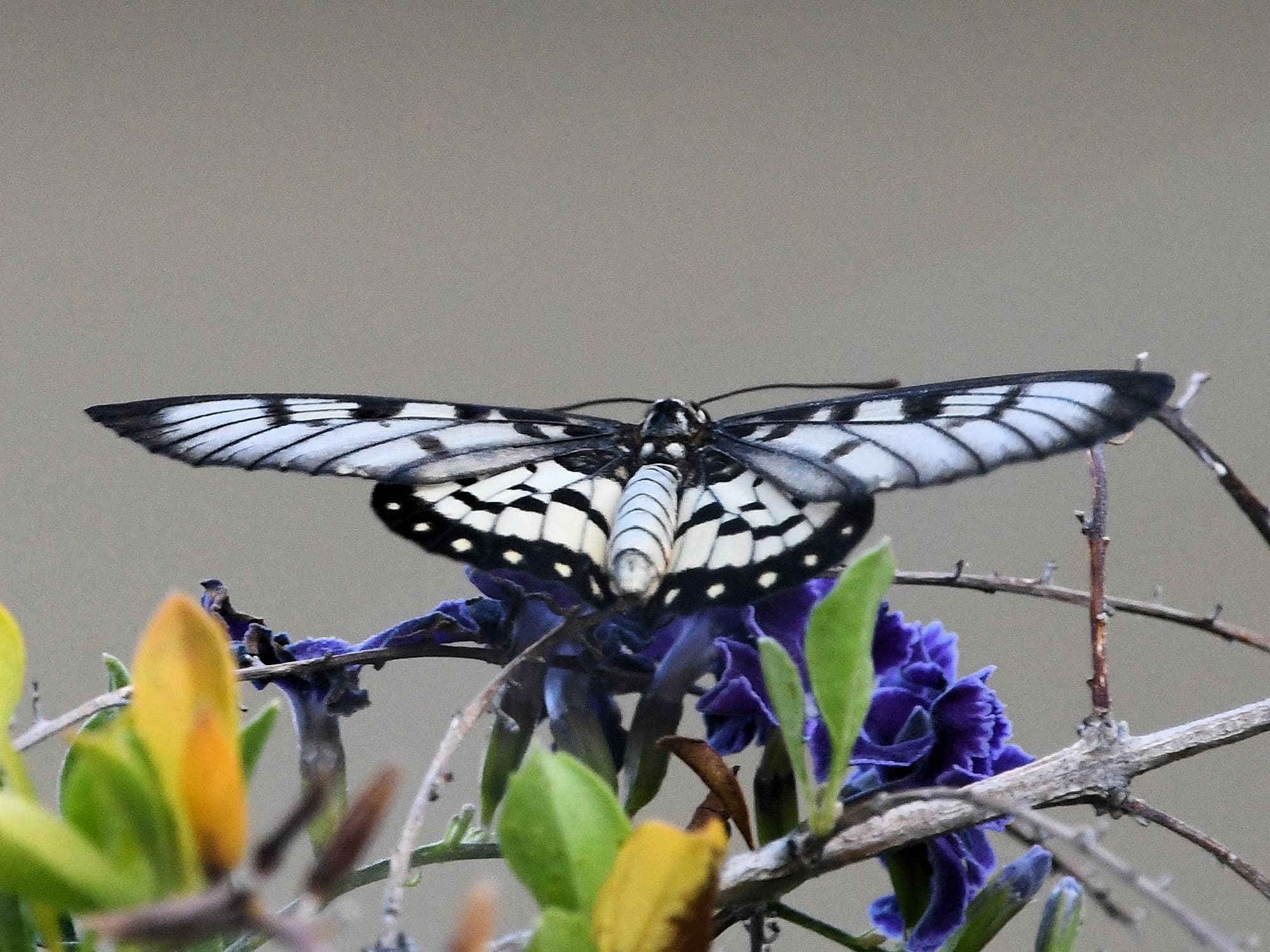 Acraea andromacha – Ausemade