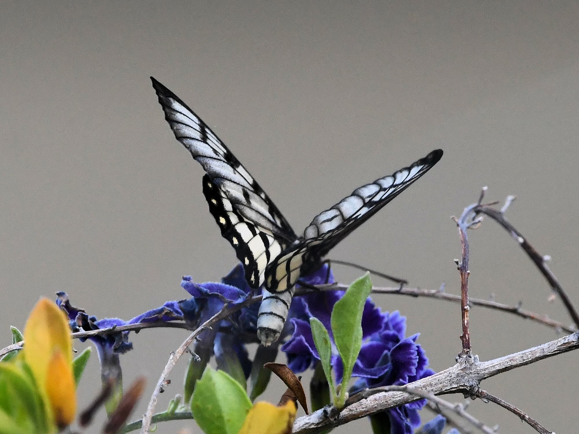 Acraea andromacha – Ausemade